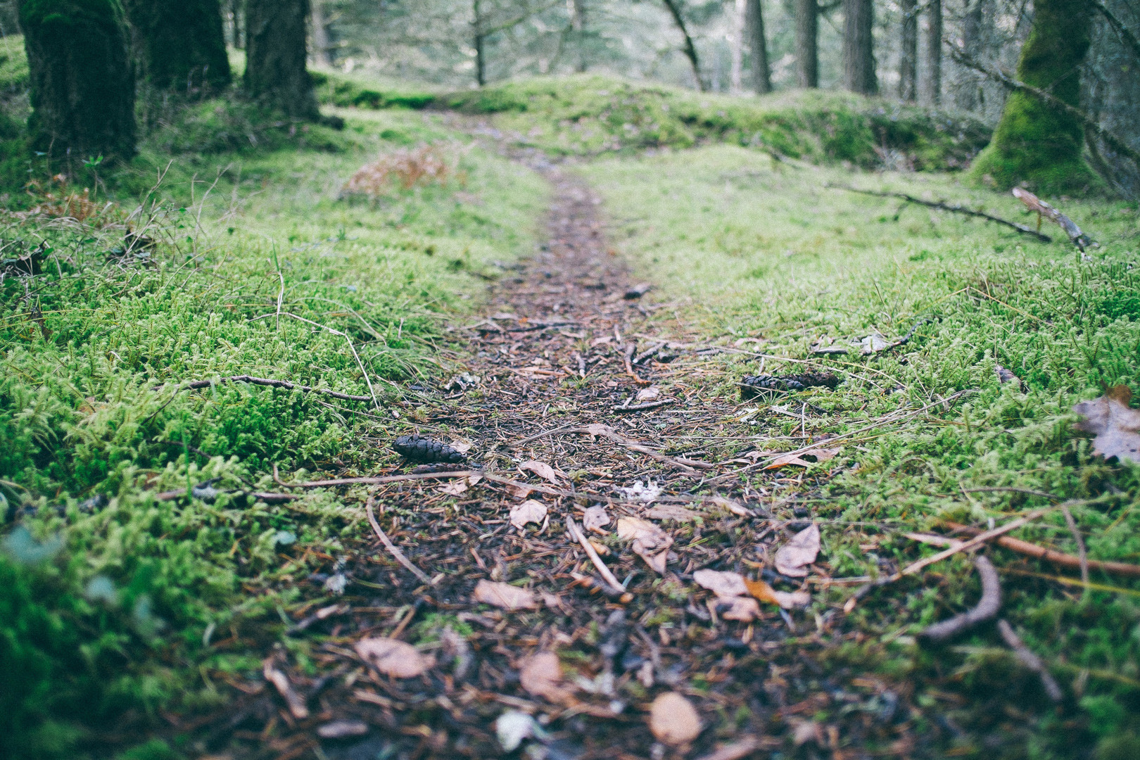 Download Nature Path Wallpaper