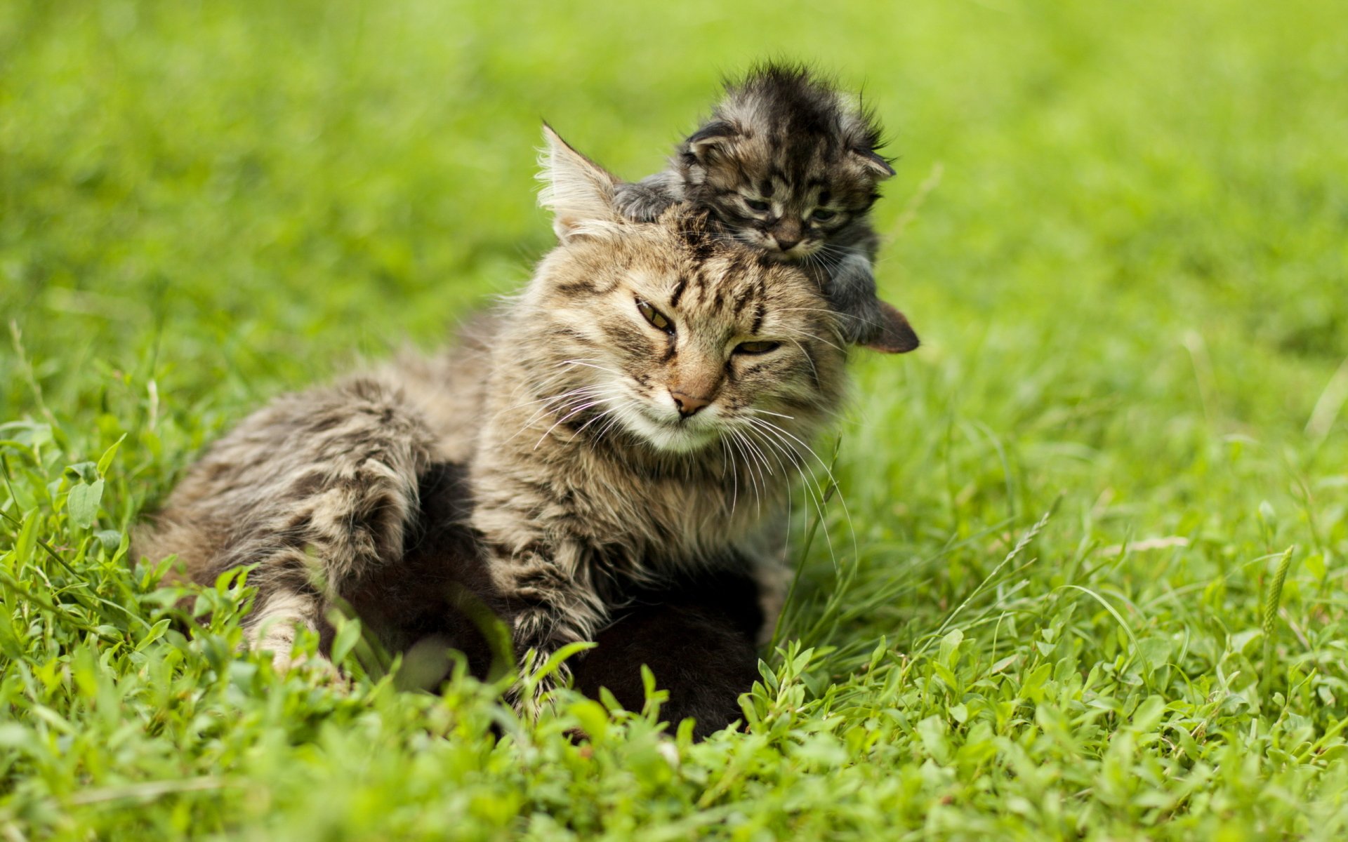 Adorable Cats in Nature – HD Wallpaper | 2560x1600 | Wallpaper Abyss