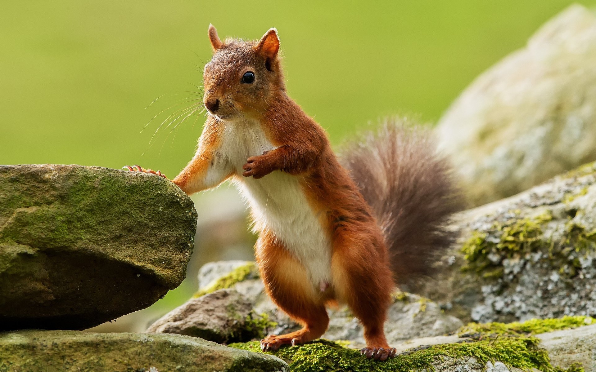 Download Animal Squirrel HD Wallpaper