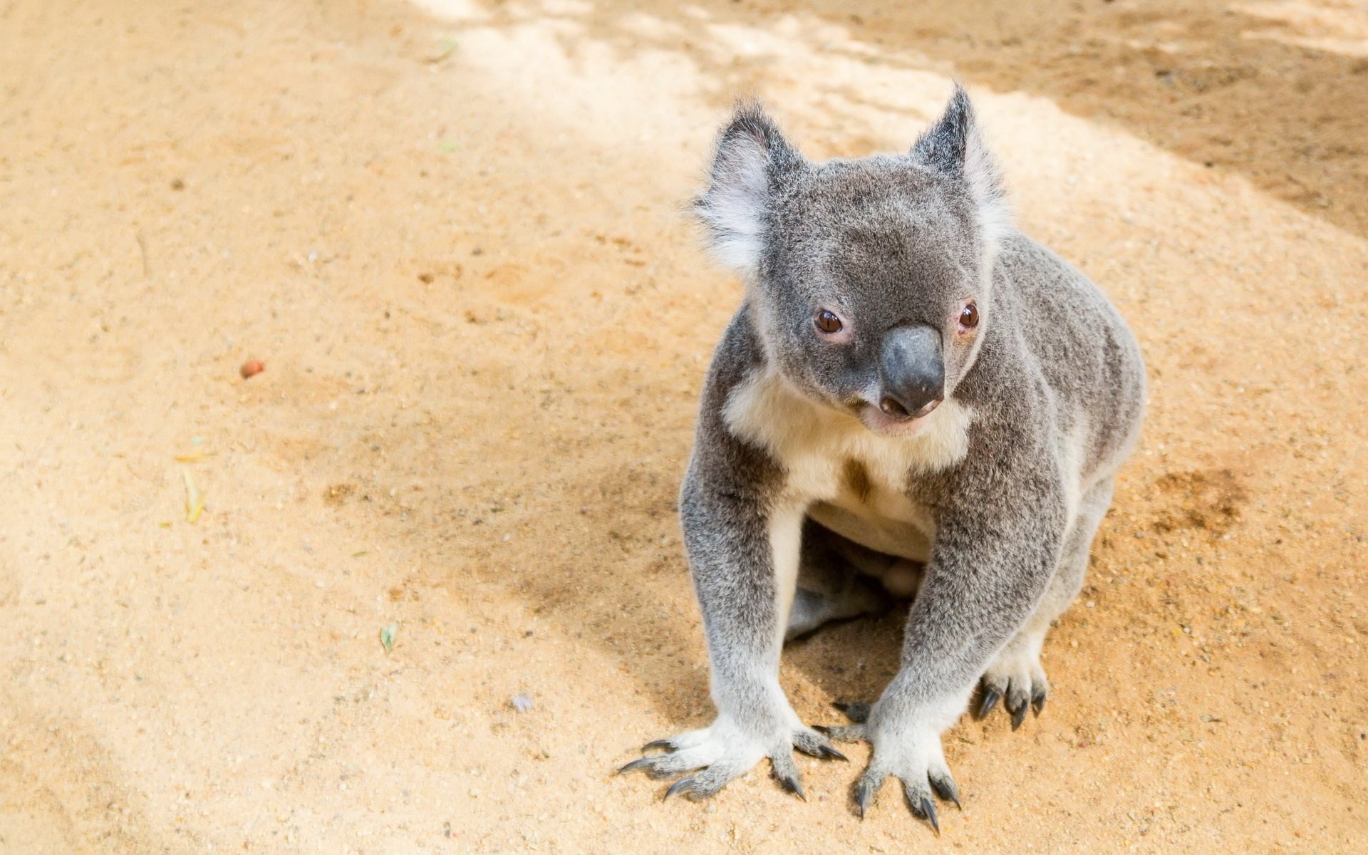 Koala HD Wallpaper — Gentle Aussie Animal | 1920x1200 | Wallpaper Abyss