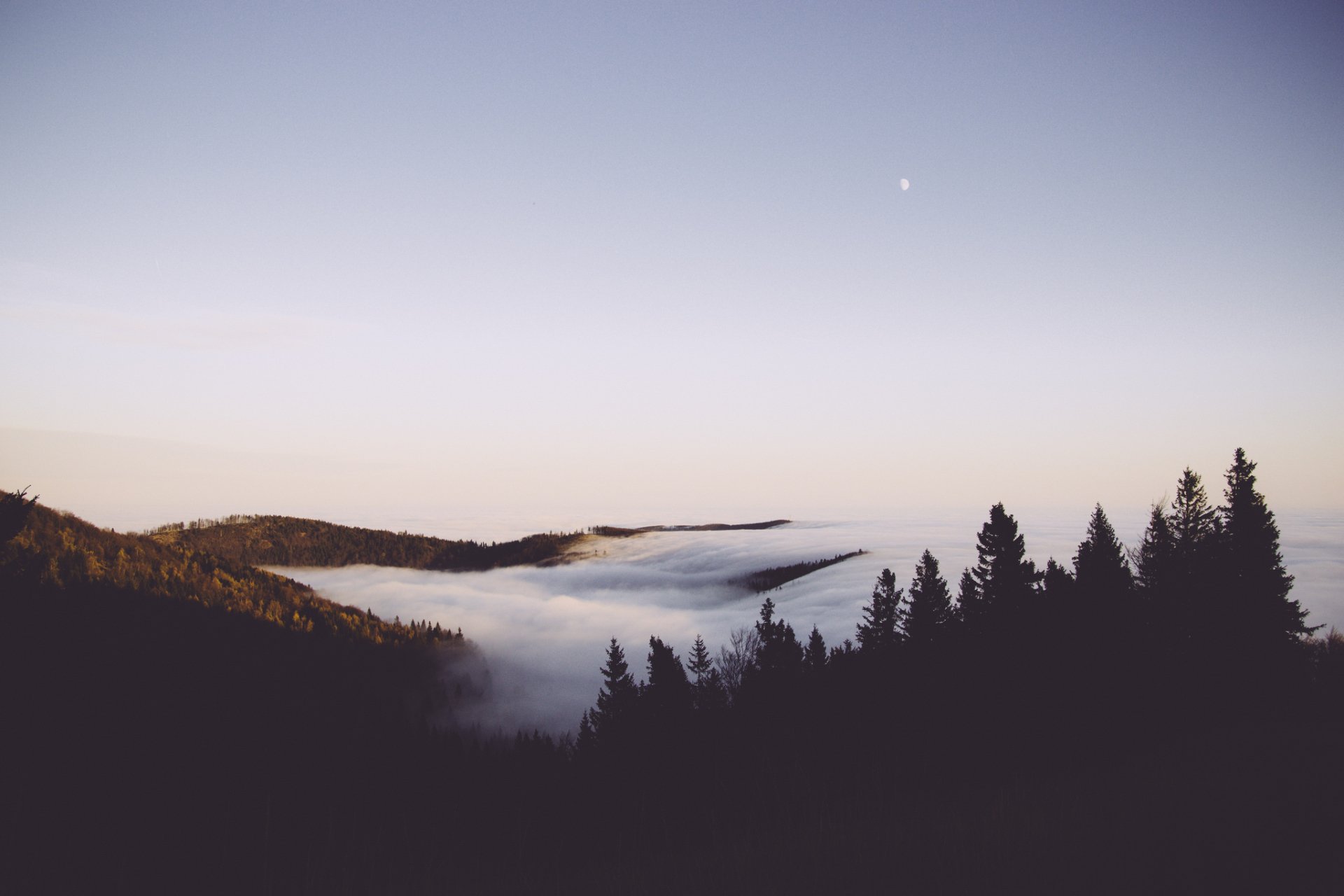 Download Nature Fog HD Wallpaper