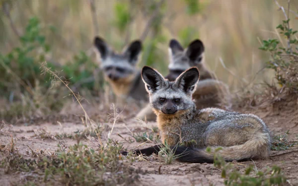 Bat-Eared Fox Wallpapers