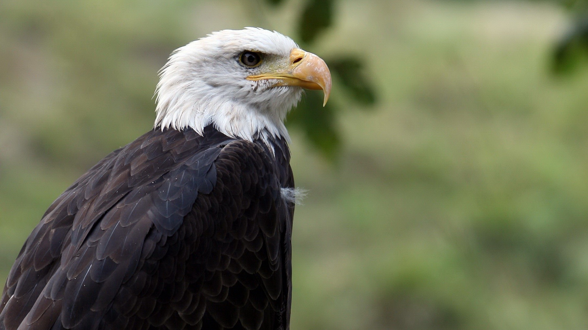 Bald Eagle Wallpaper For Windows 7