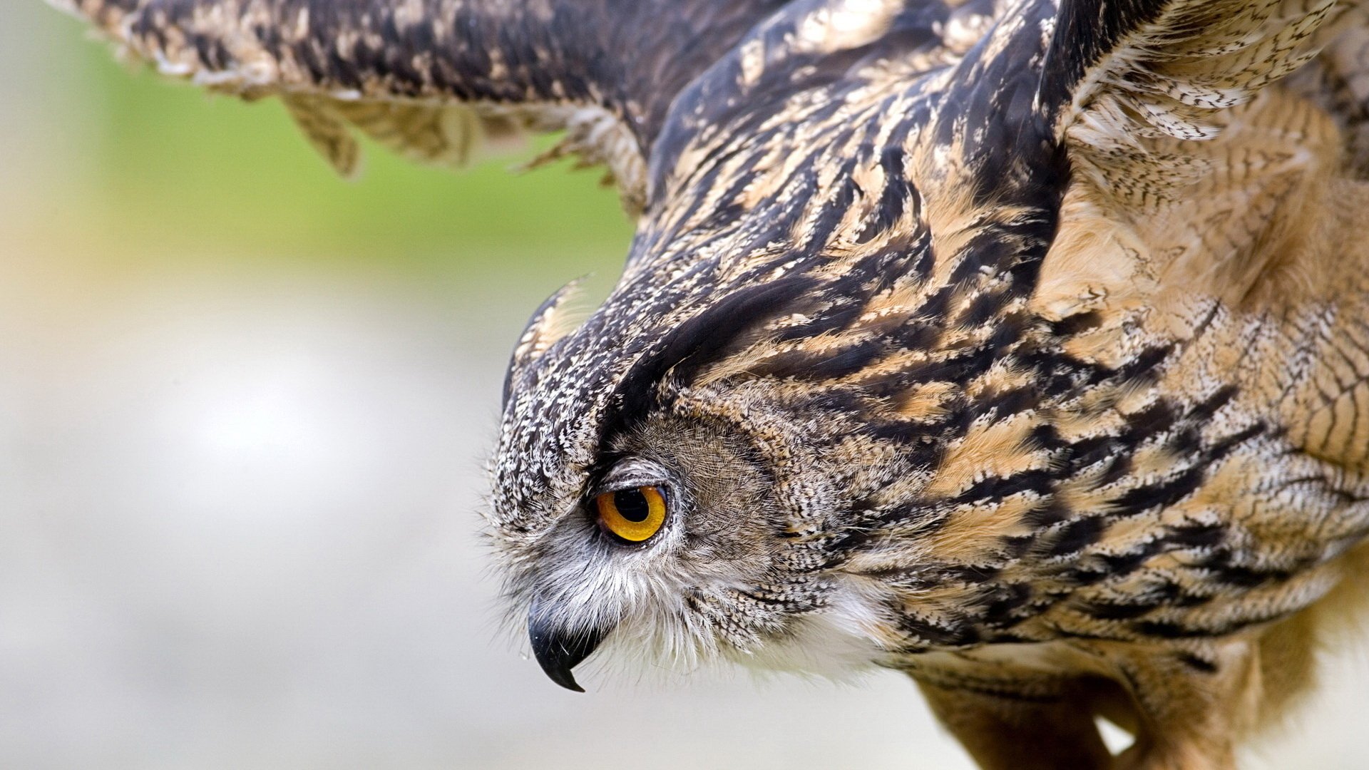 Download Animal Owl HD Wallpaper | 1920x1080 | Wallpaper Abyss