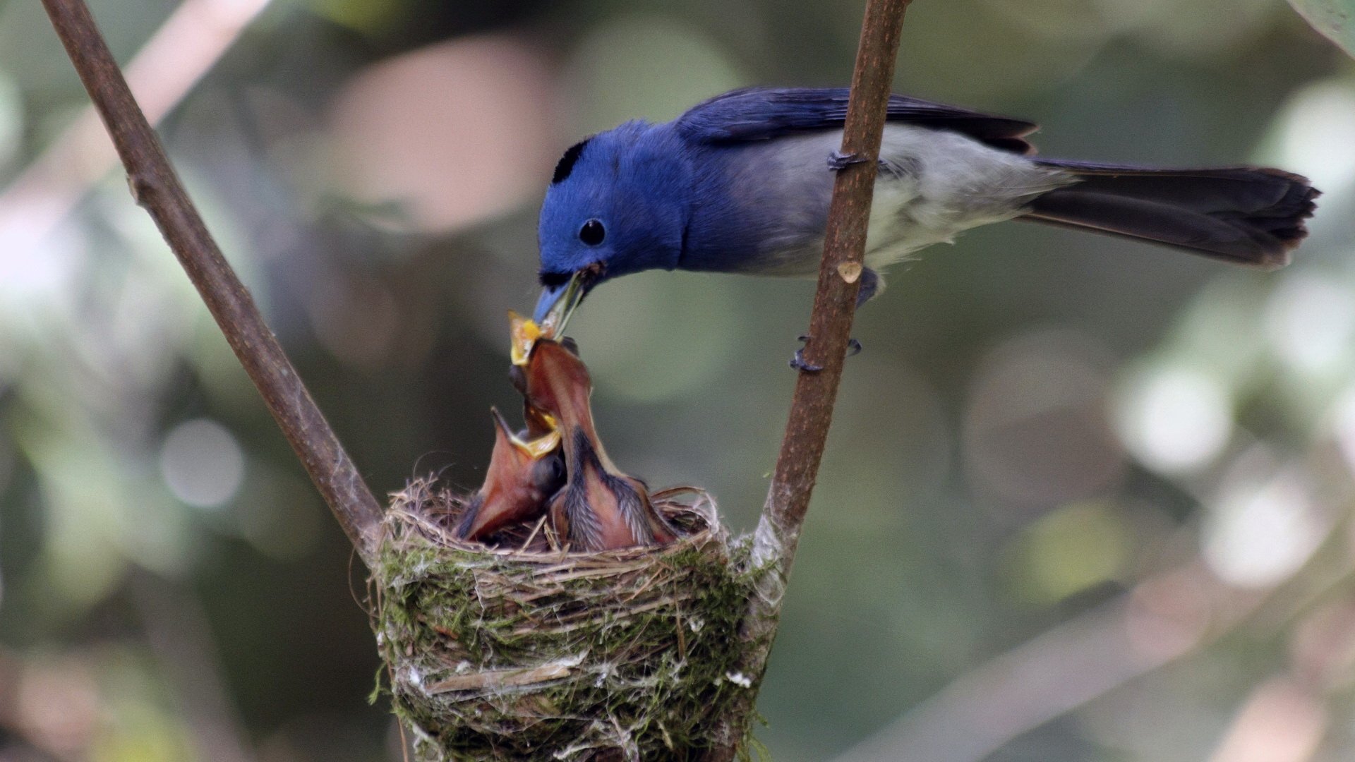 HD Wildlife Moment: Blue Bird Feeding Chicks in Nest