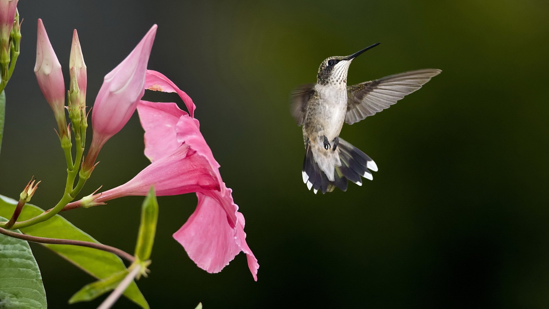 Download Animal Hummingbird HD Wallpaper | 1920x1080 | Wallpaper Abyss