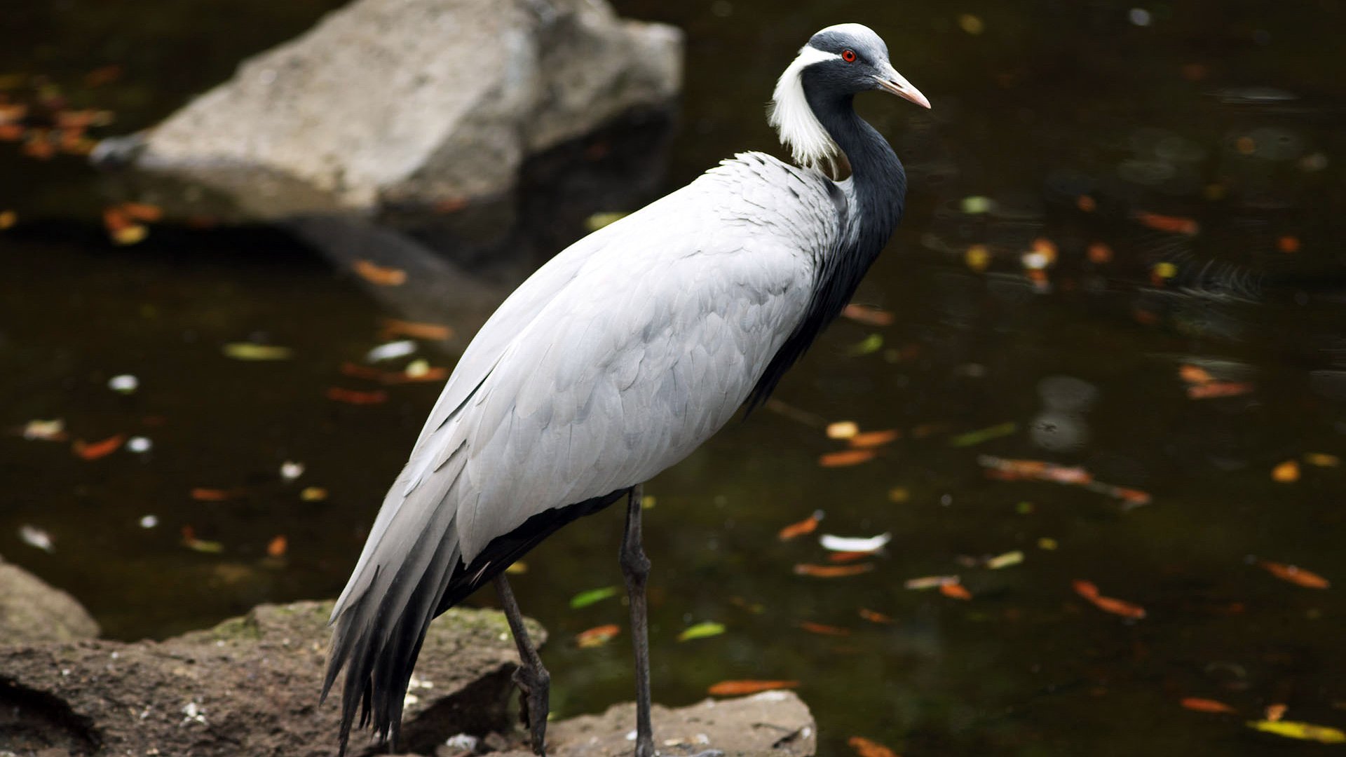 Demoiselle Crane Wallpapers