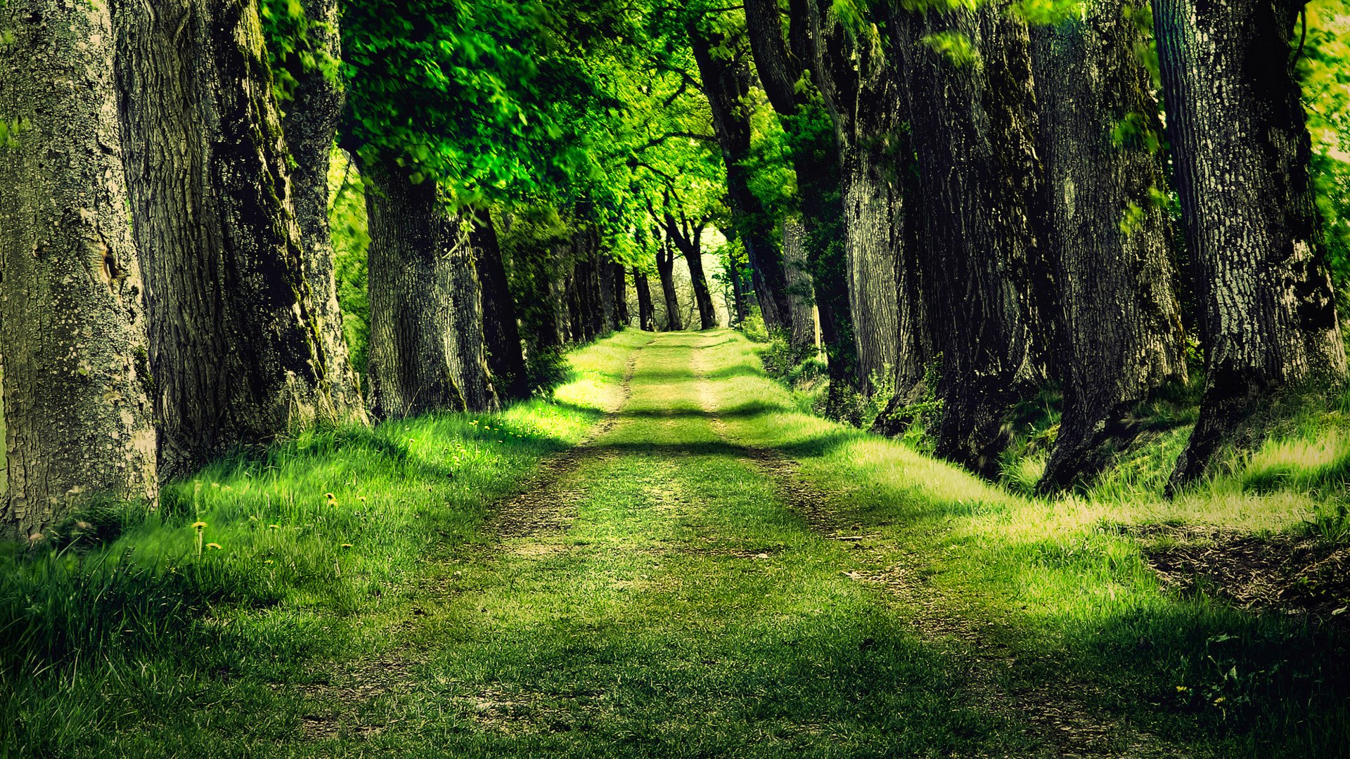 Serene Park Pathway HD Wallpaper – Stunning Nature Photography ...