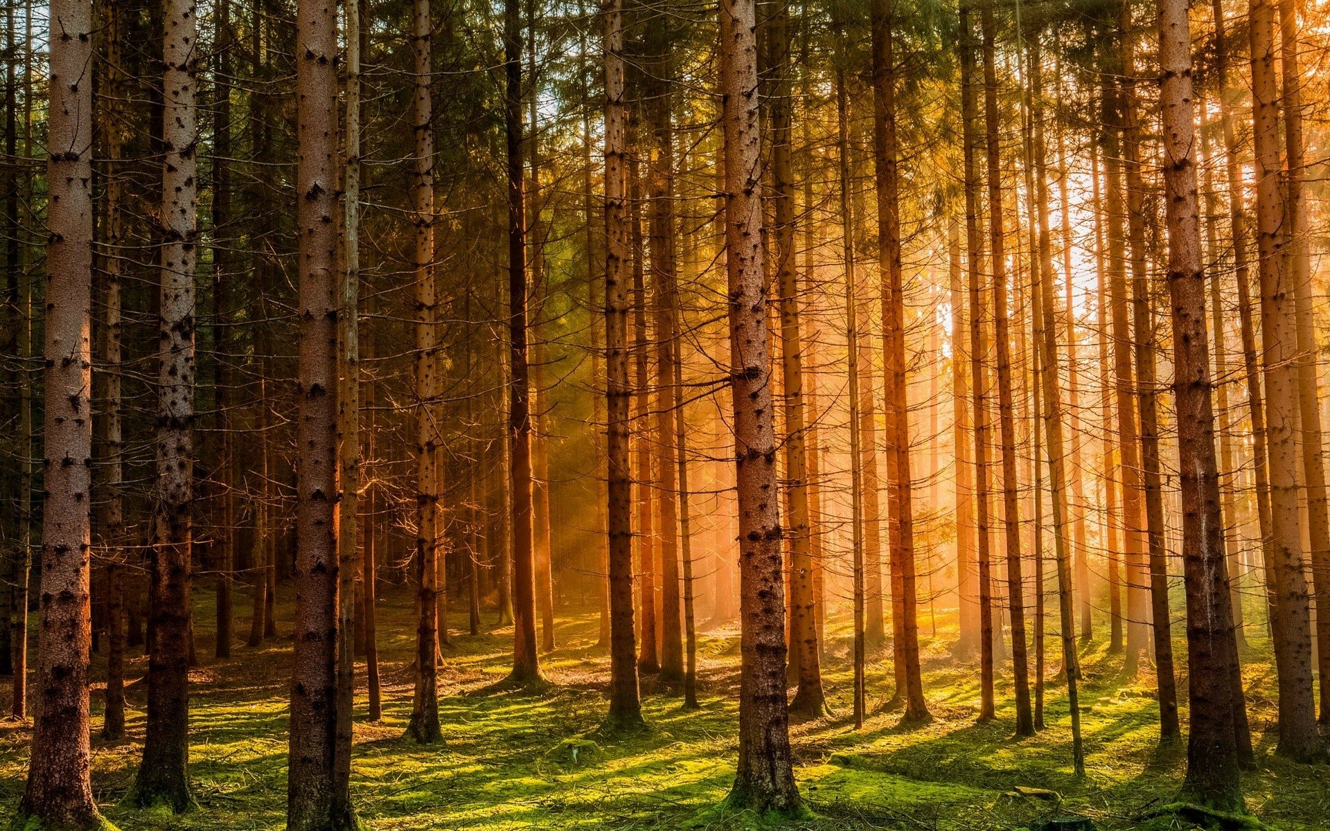 Sunlit Forest Glow: Stunning HD Nature Wallpaper | 1920x1200 ...