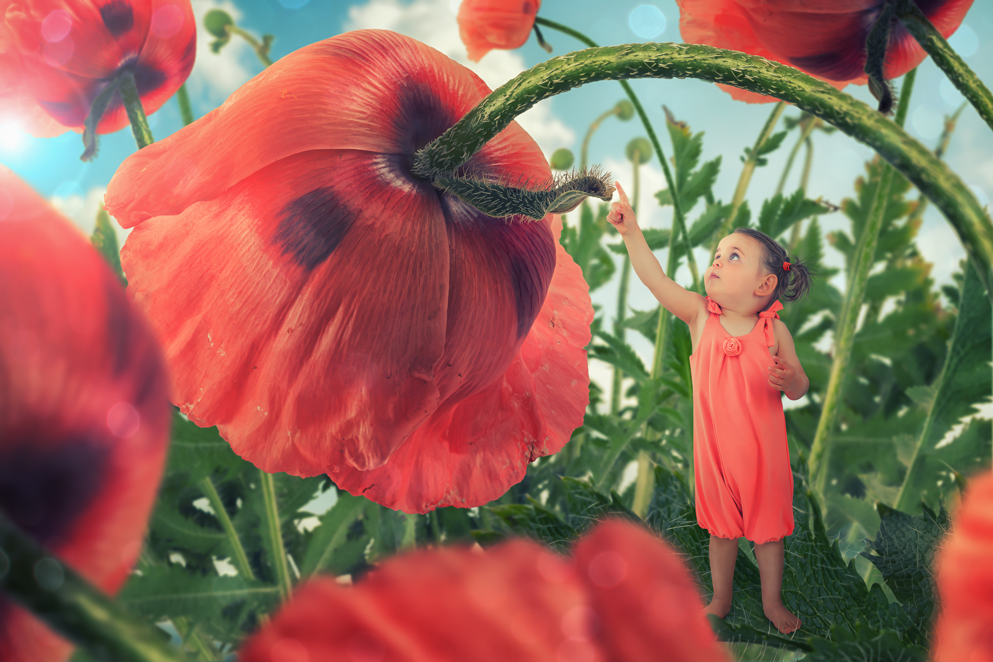 Download Red Flower Cute Child Poppy Photography Manipulation HD ...