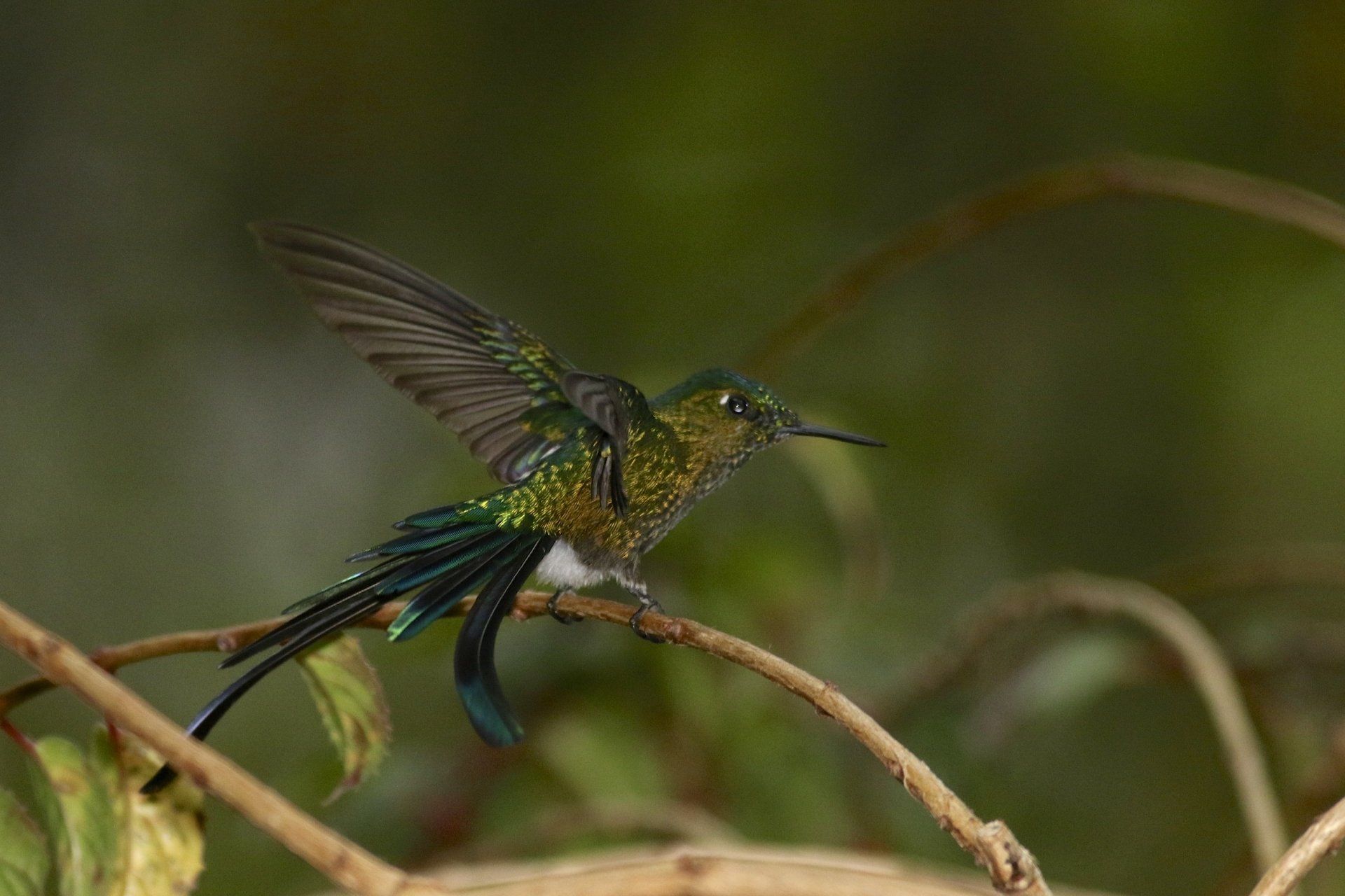 Download Hummingbird Sylph Long-tailed Sylph Animal Bird HD Wallpaper