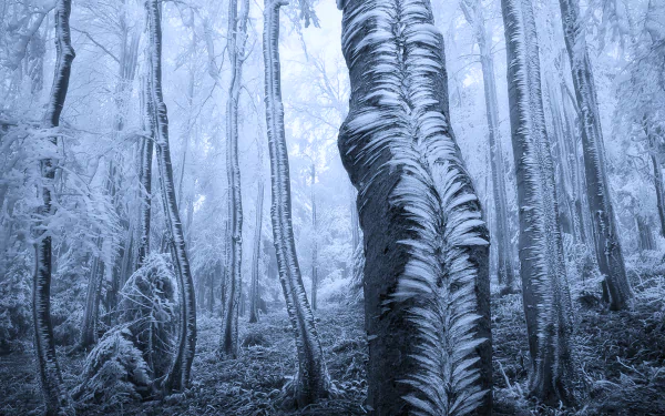 [10+] Cold 4k Wallpapers