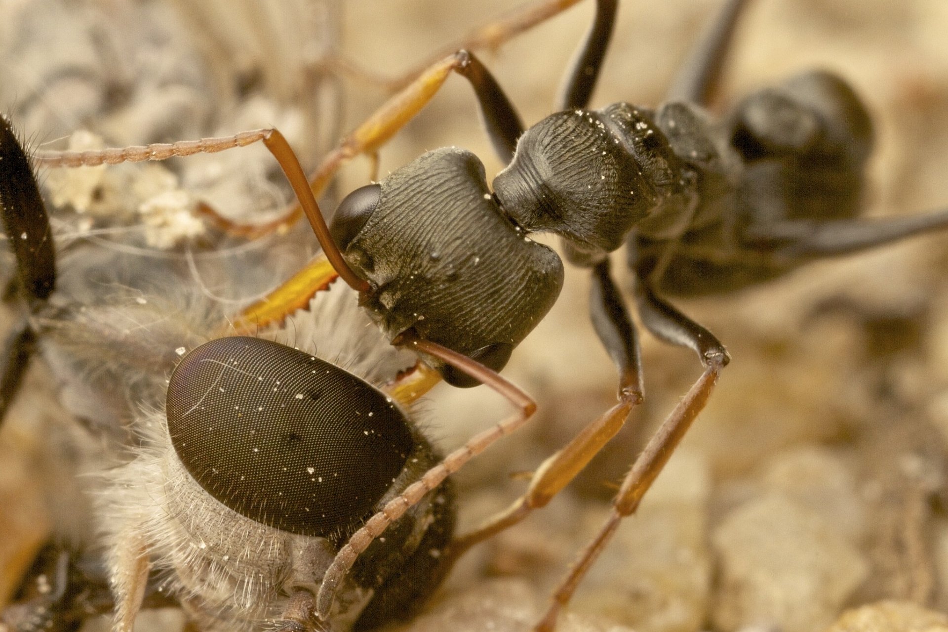 Download Animal Ant HD Wallpaper