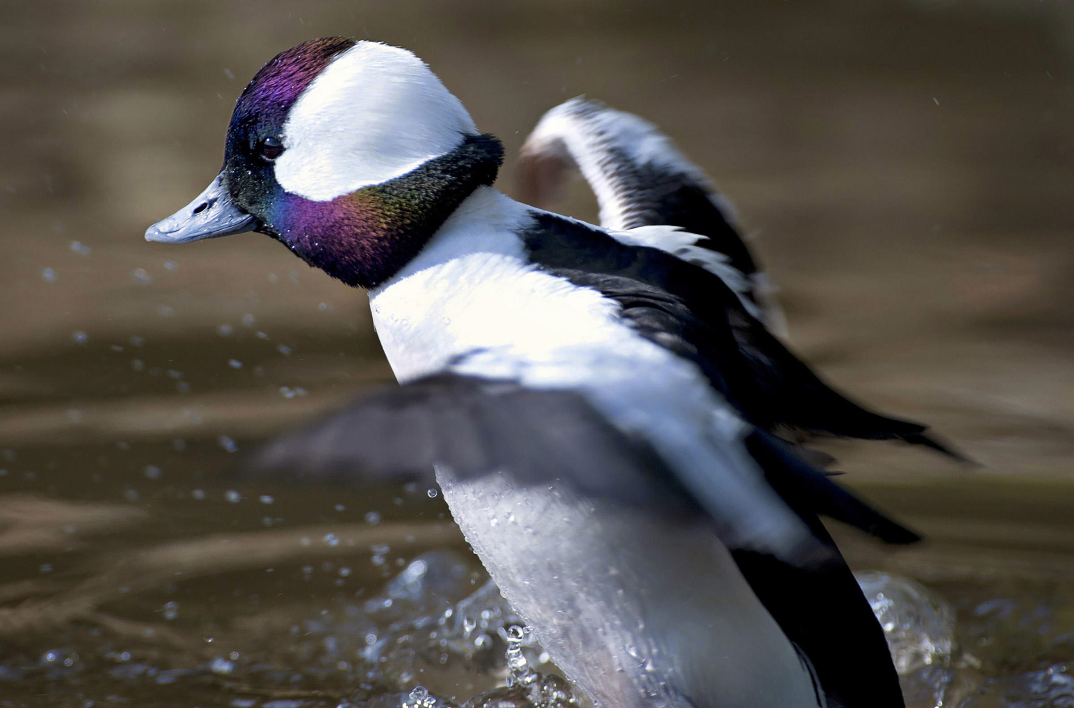 Download Animal Duck HD Wallpaper