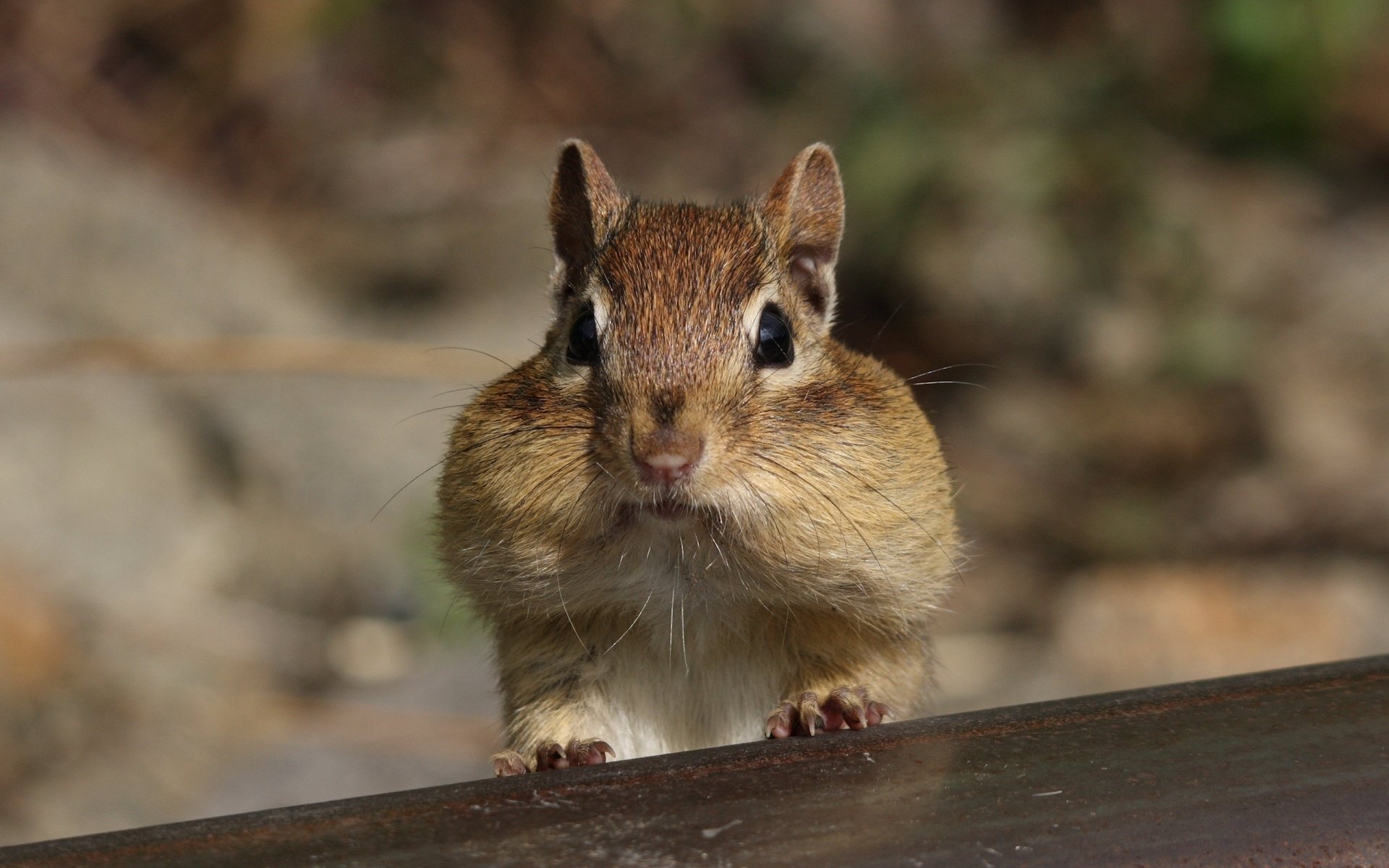 Download Animal Chipmunk HD Wallpaper