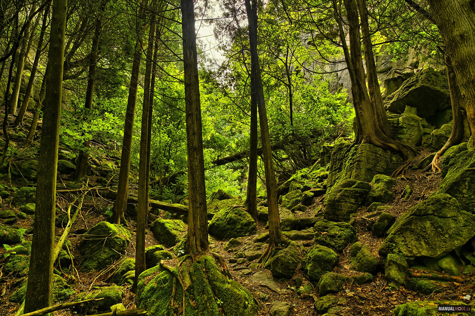 Download Nature Forest HD Wallpaper