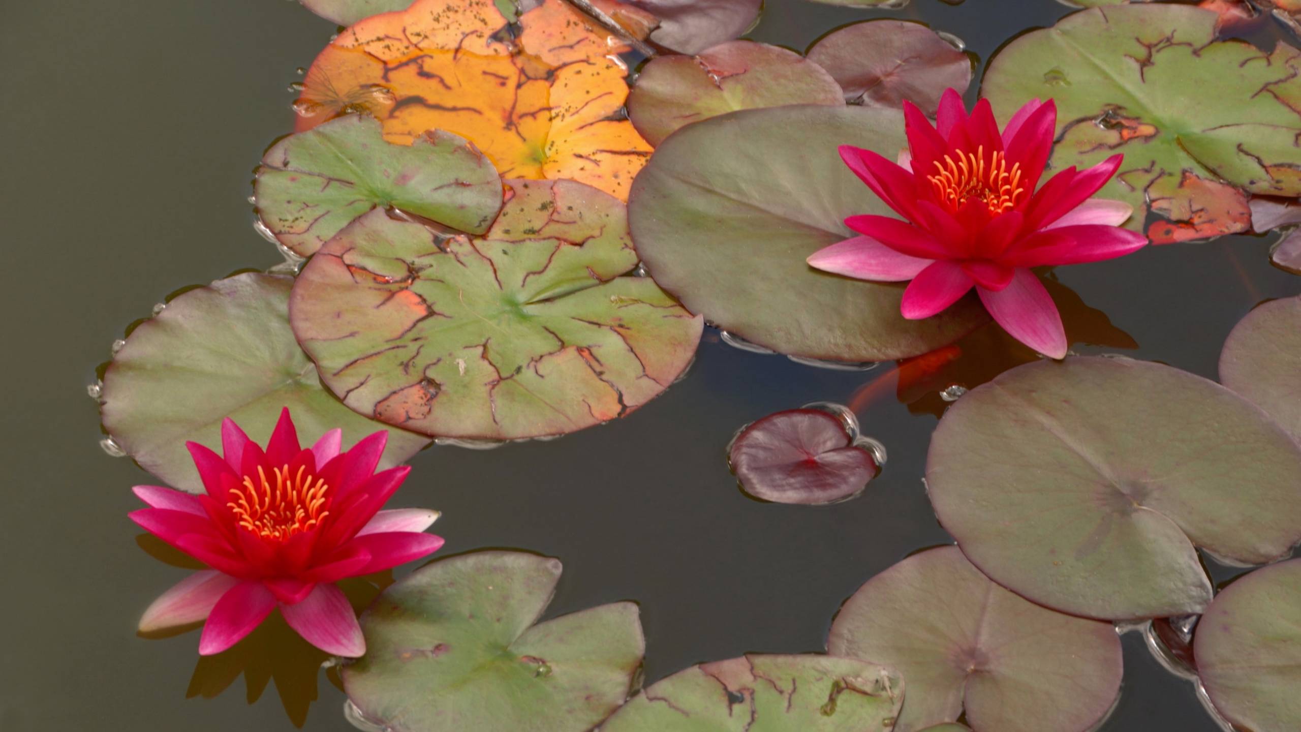 Serene Nature: Vibrant Water Lilies HD Wallpaper