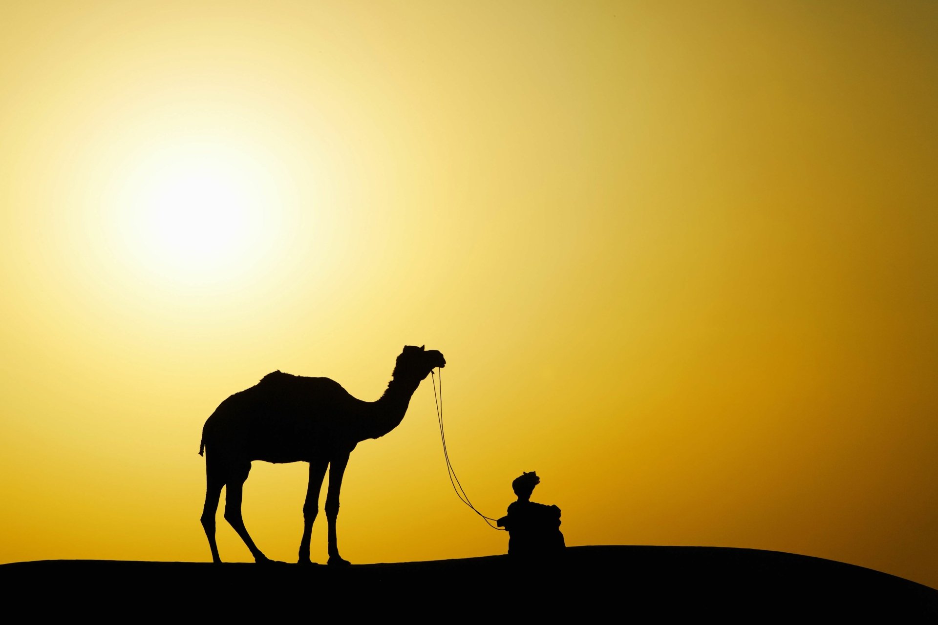 Majestic Camel Silhouette at Sunset – 4K Ultra HD Wallpaper