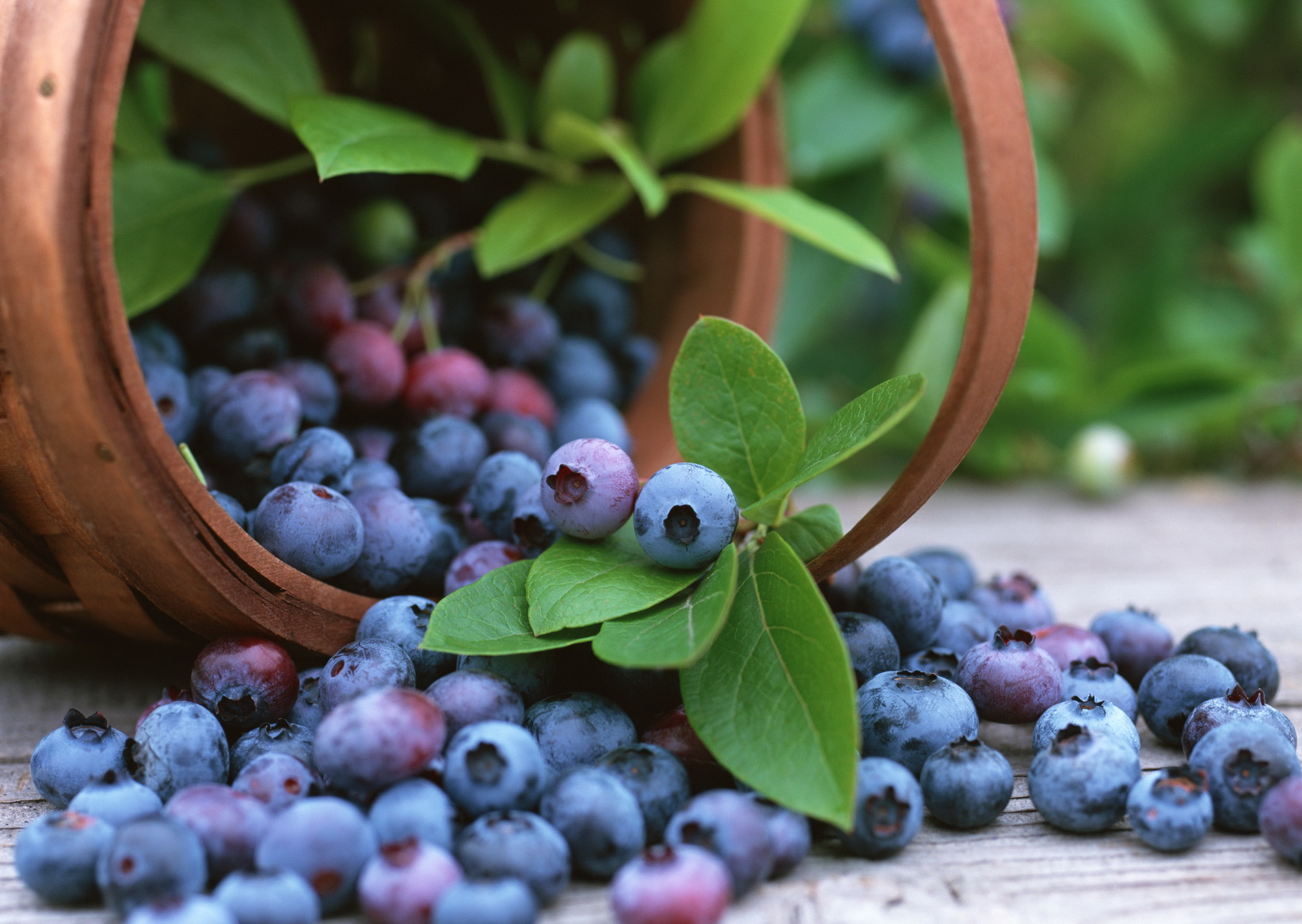 Download Food Blueberry HD Wallpaper