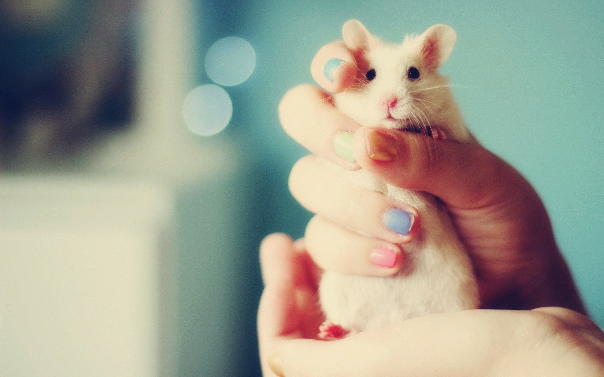 Cute Hamster HD Desktop Wallpaper
