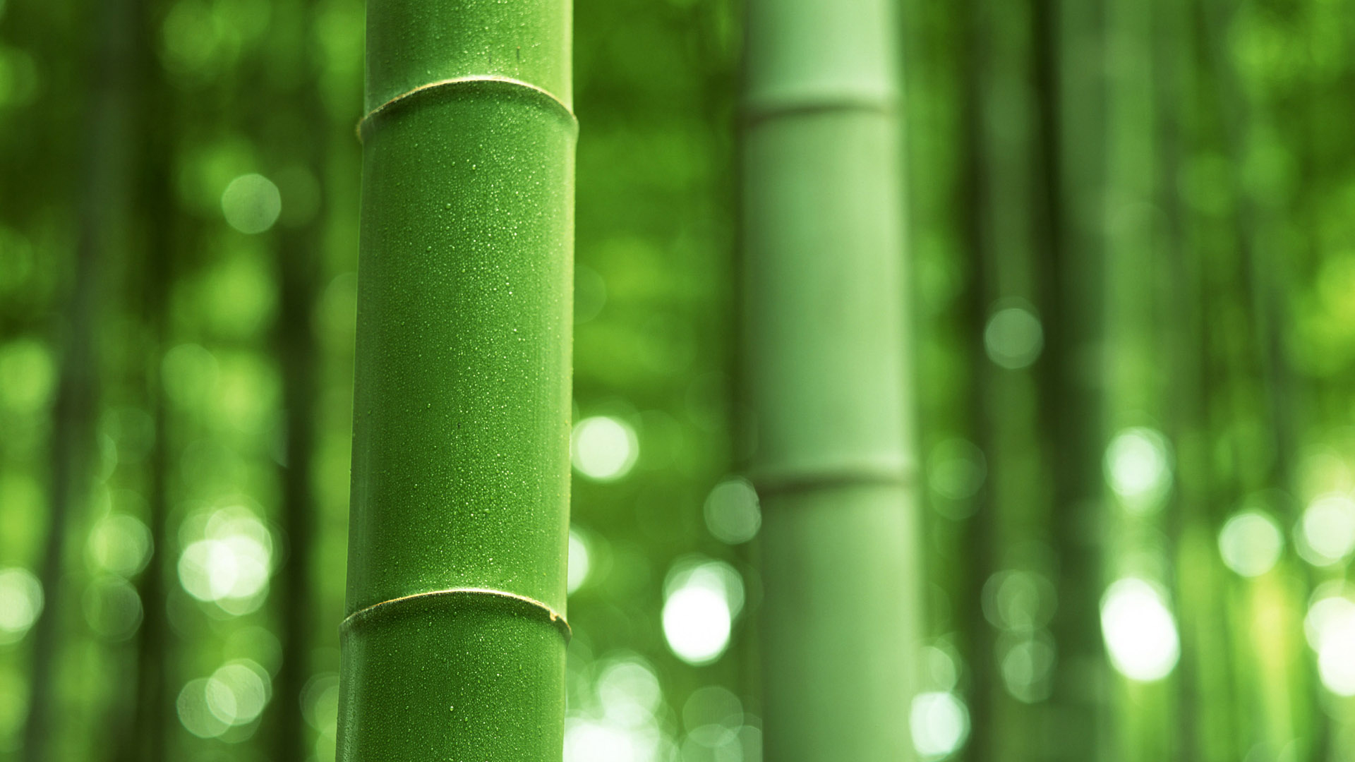 Download Nature Bamboo HD Wallpaper