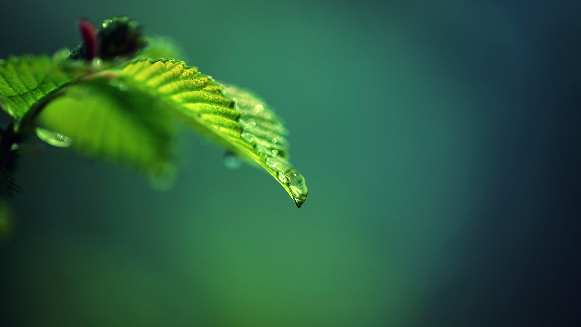 Download Nature Leaf HD Wallpaper