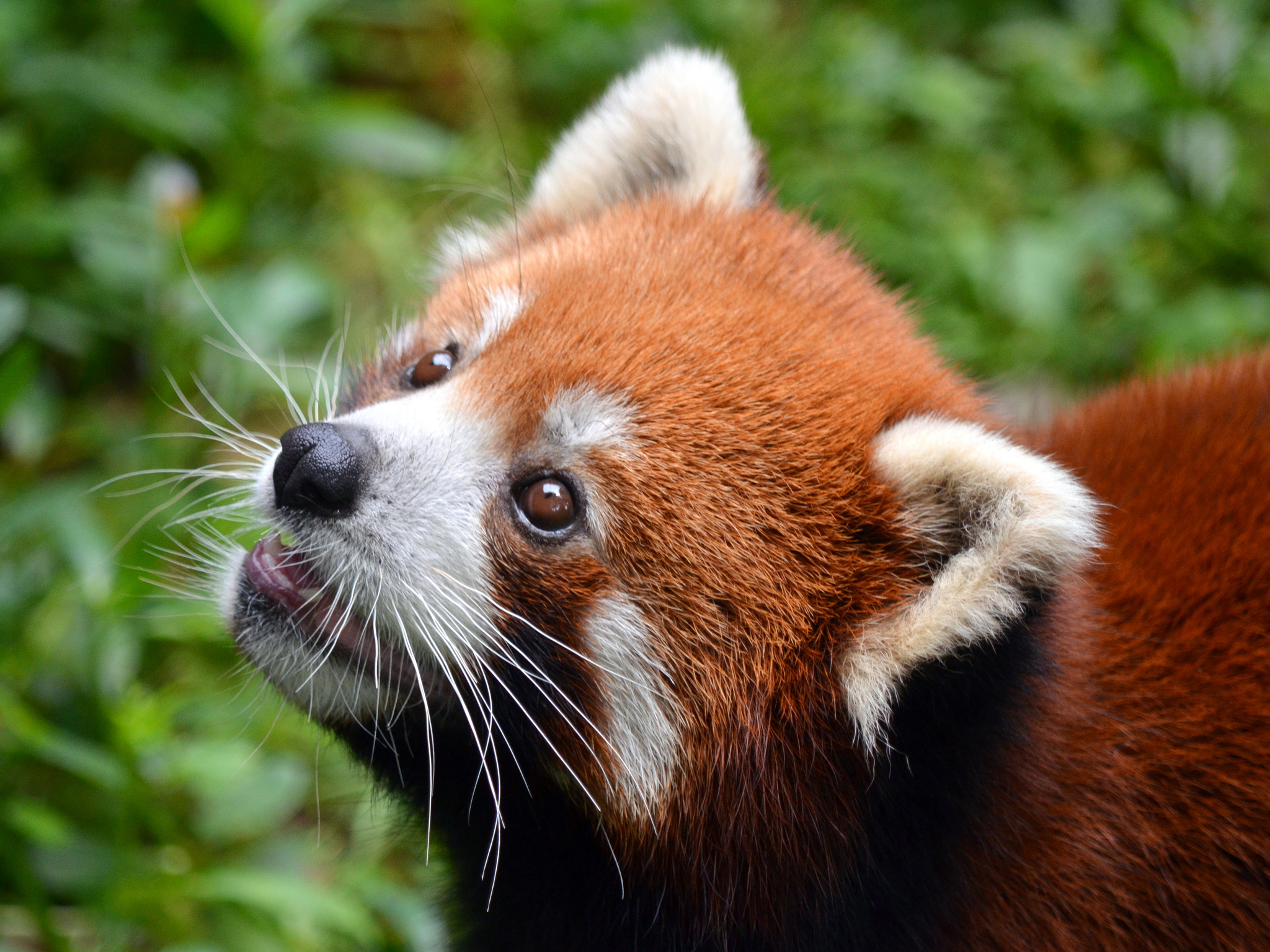 Majestic Red Panda: Stunning HD Animal Wallpaper