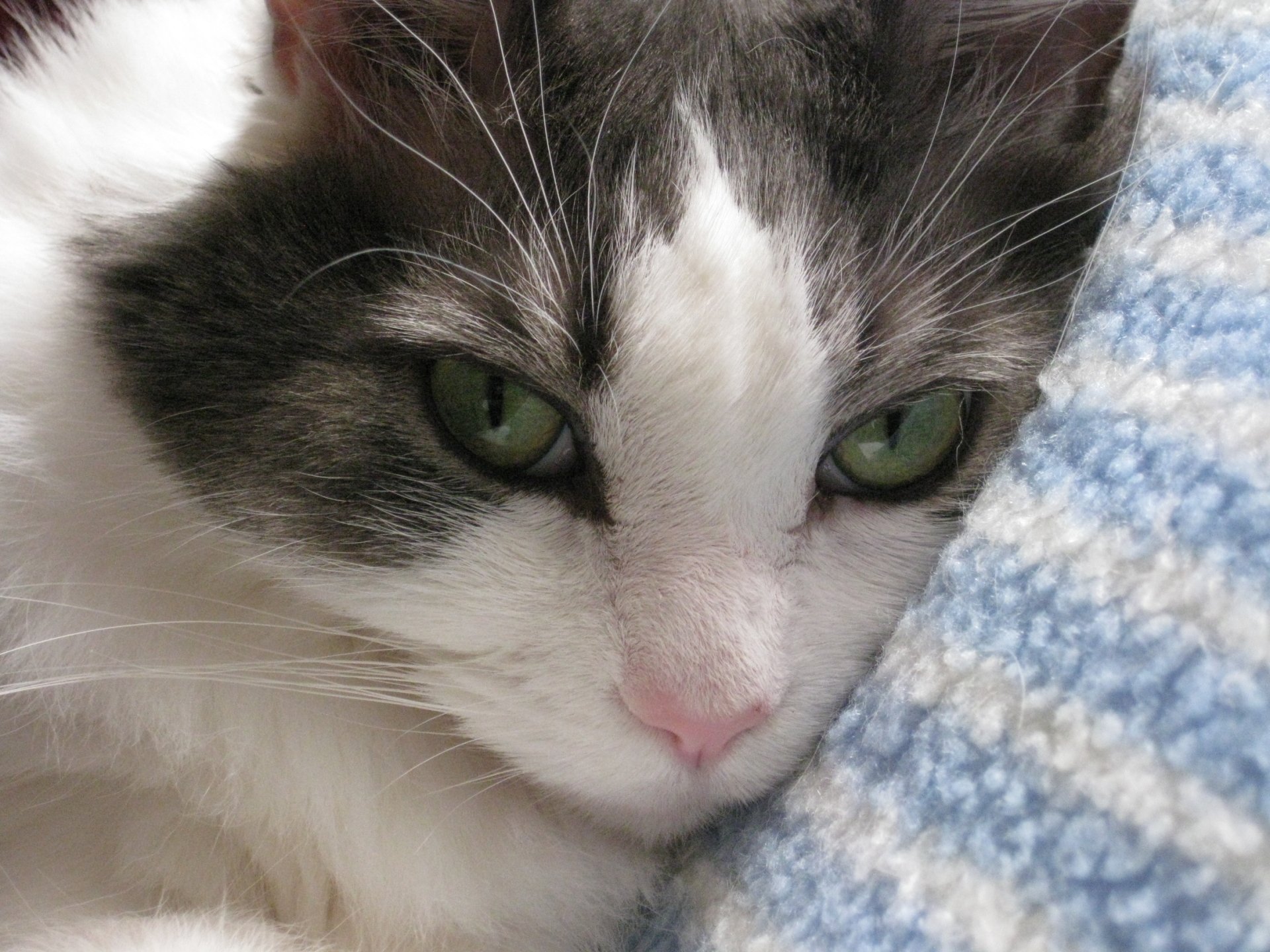 HD Close-Up of Serene Cat with Piercing Green Eyes | 2272x1704 ...