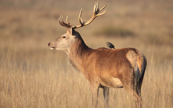 Majestic Stag Silhouette - Stunning HD Wallpaper by Hammerchewer