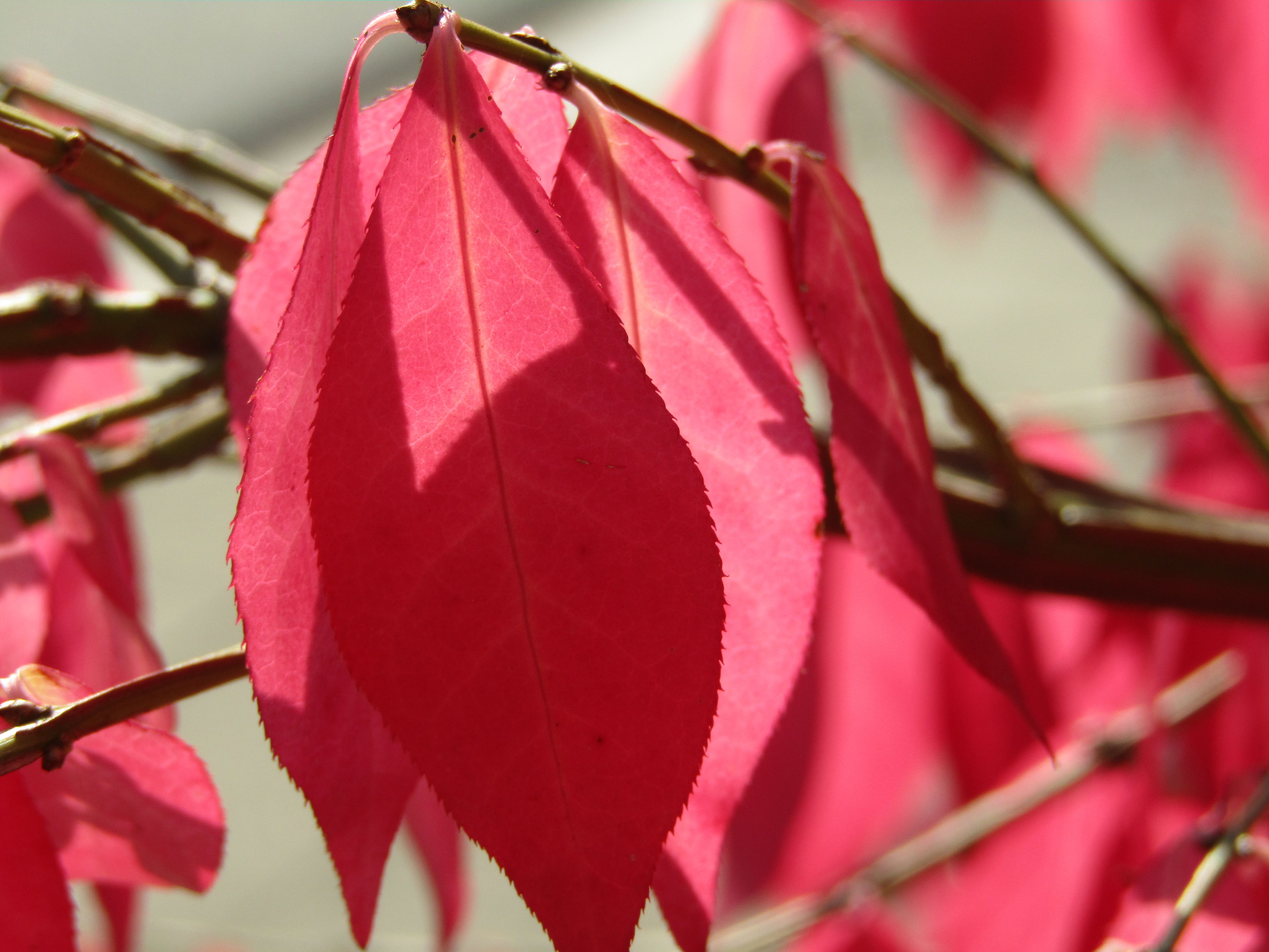 Download Nature Leaf 4k Ultra HD Wallpaper