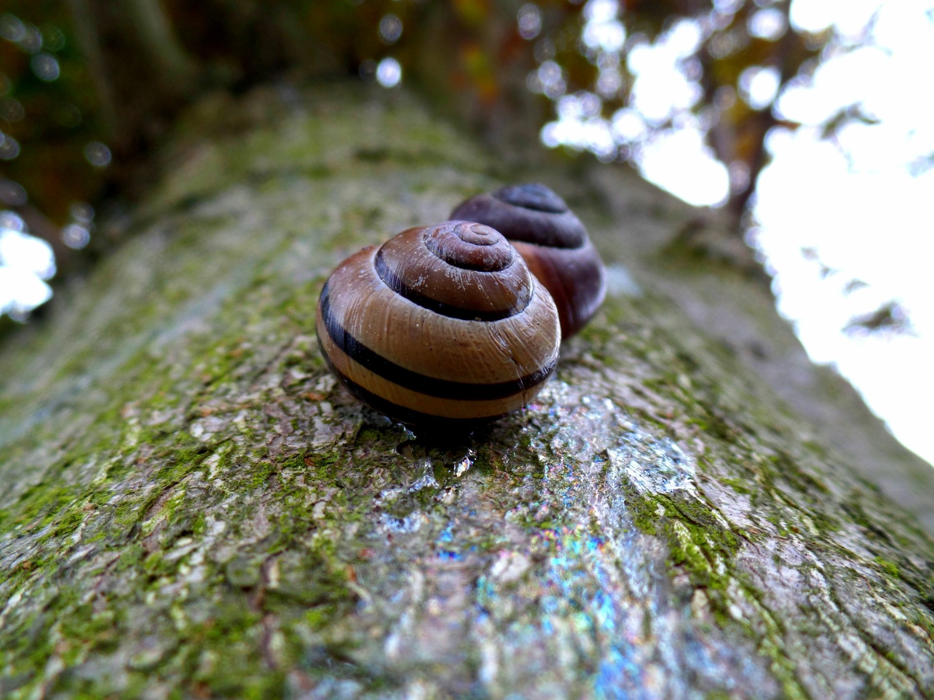 Download Animal Snail 4k Ultra HD Wallpaper