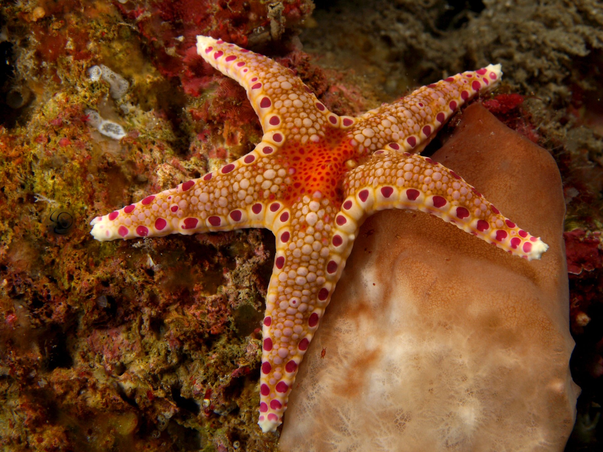 Download Animal Starfish HD Wallpaper