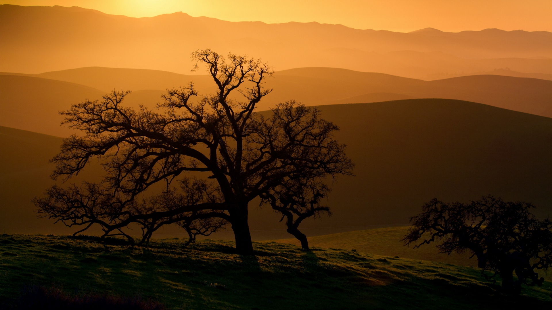 Download Tree Nature Sunset HD Wallpaper