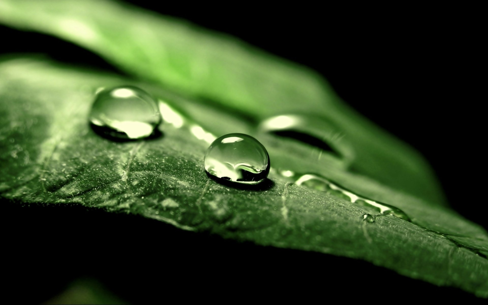 Download Nature Water Drop HD Wallpaper