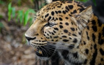 Desktop Wallpapers Amp Gt Animals