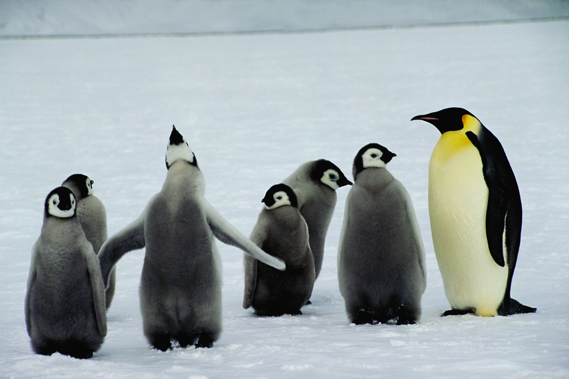 Download Animal Penguin HD Wallpaper