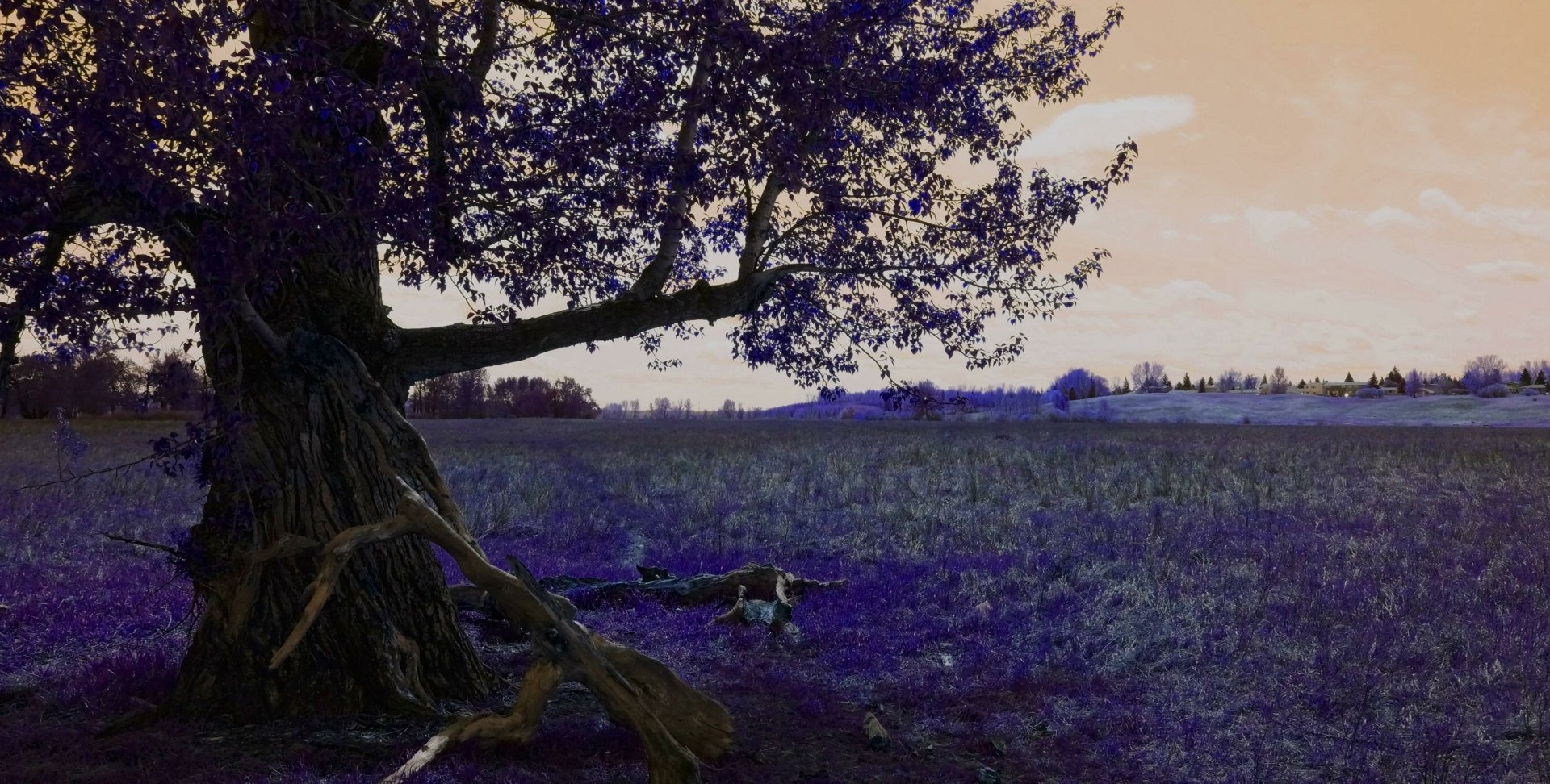 Download Nature Tree HD Wallpaper