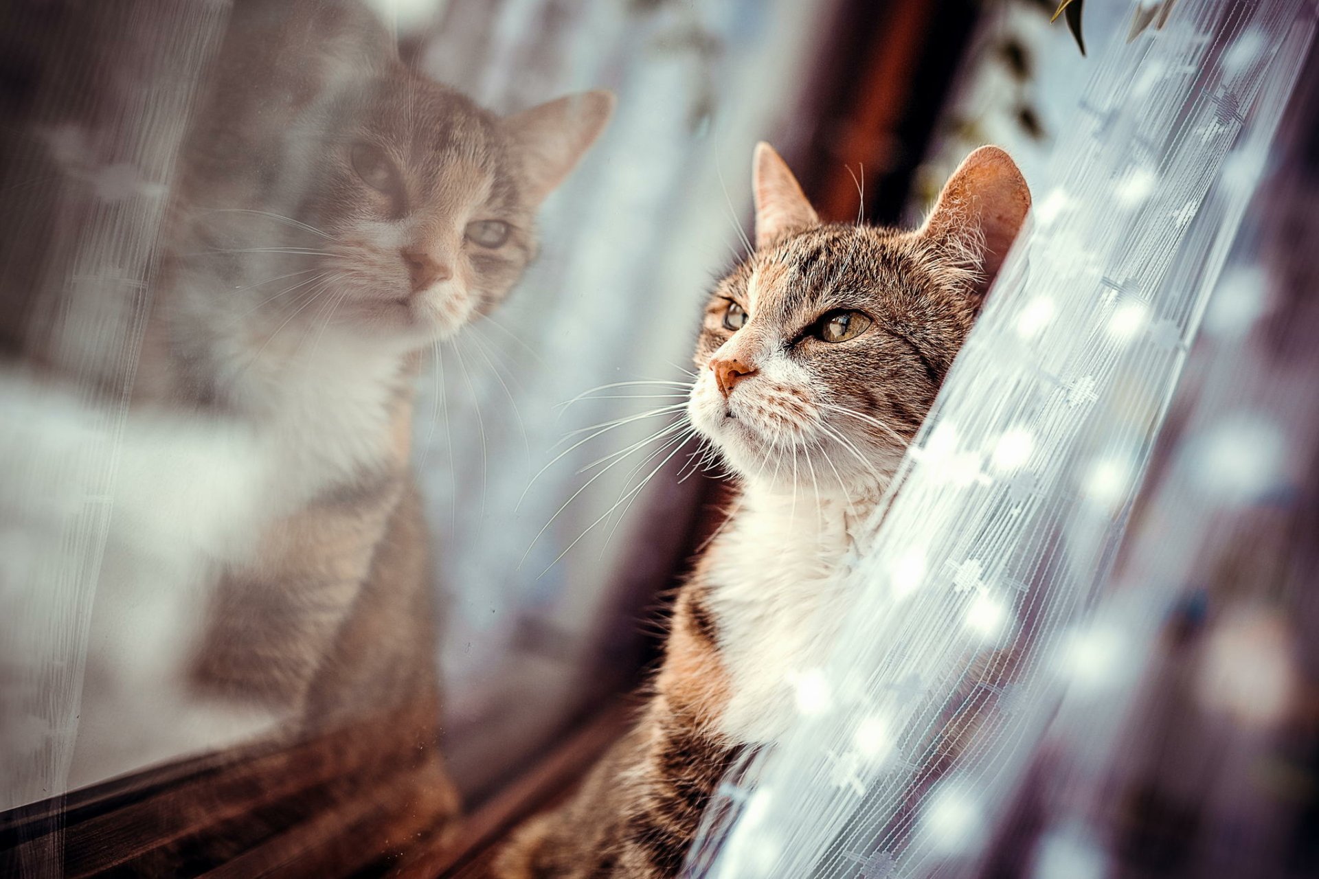 Cat Reflection: A Serene HD Wallpaper Featuring Window Views