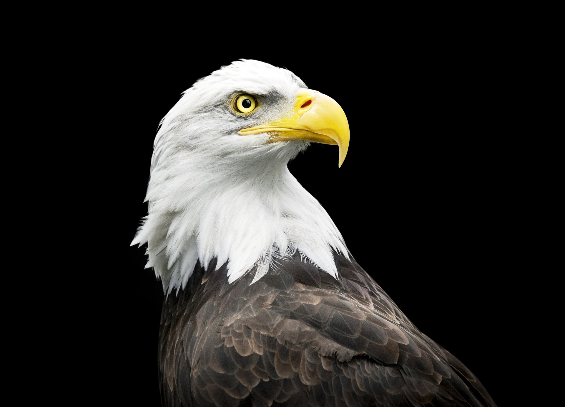 Bald Eagle Screensavers