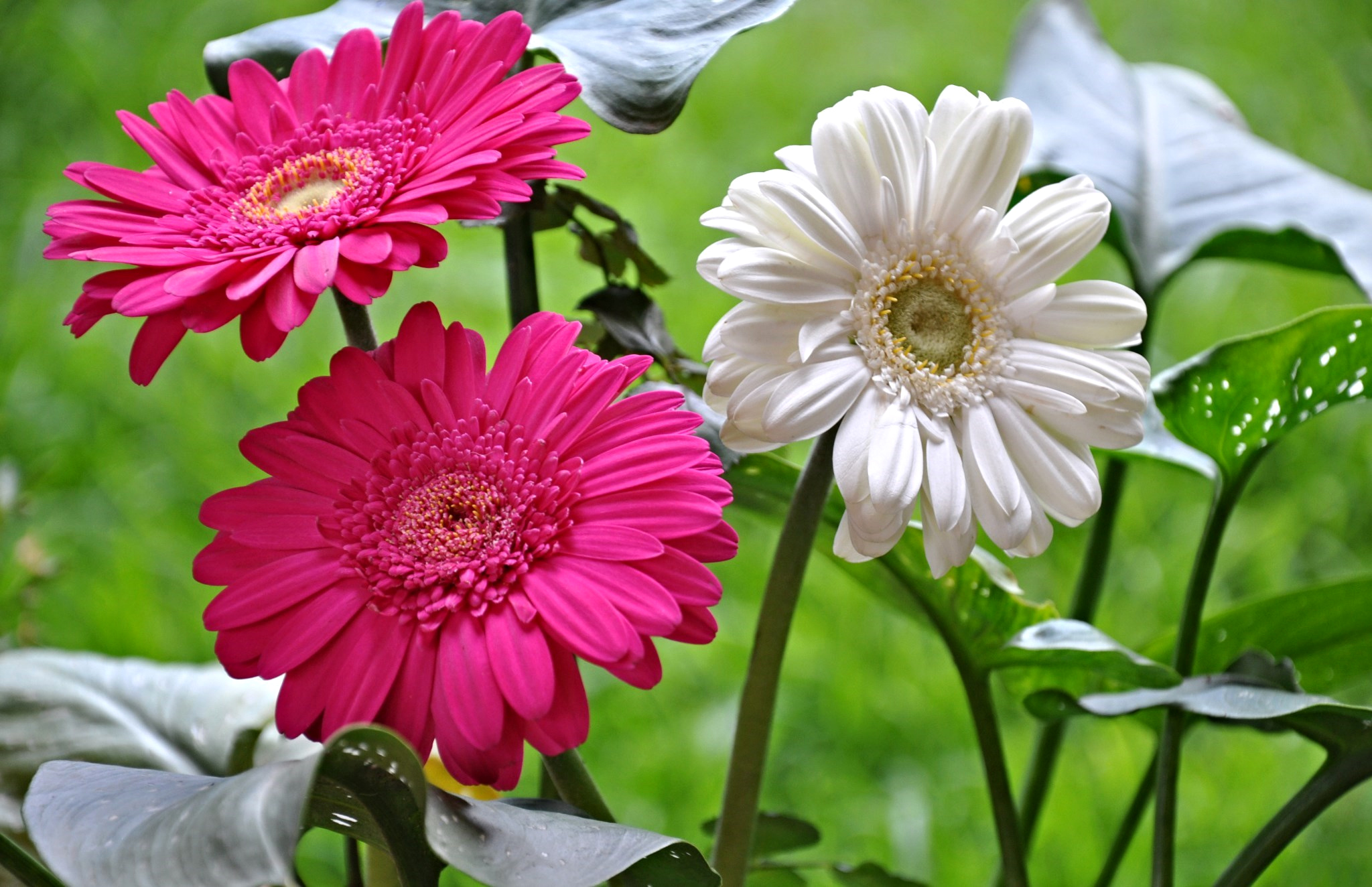 Wallpaper Gerbera Hd 4k Wallpaper Macro White Nature A White Flower On