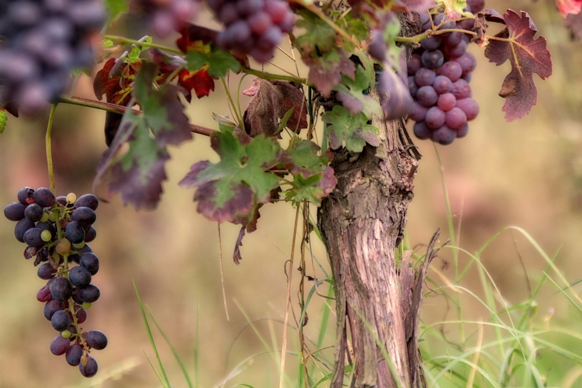 HD Macro Delight: Close-Up Grapes in Nature's Embrace | 2592x1728 ...