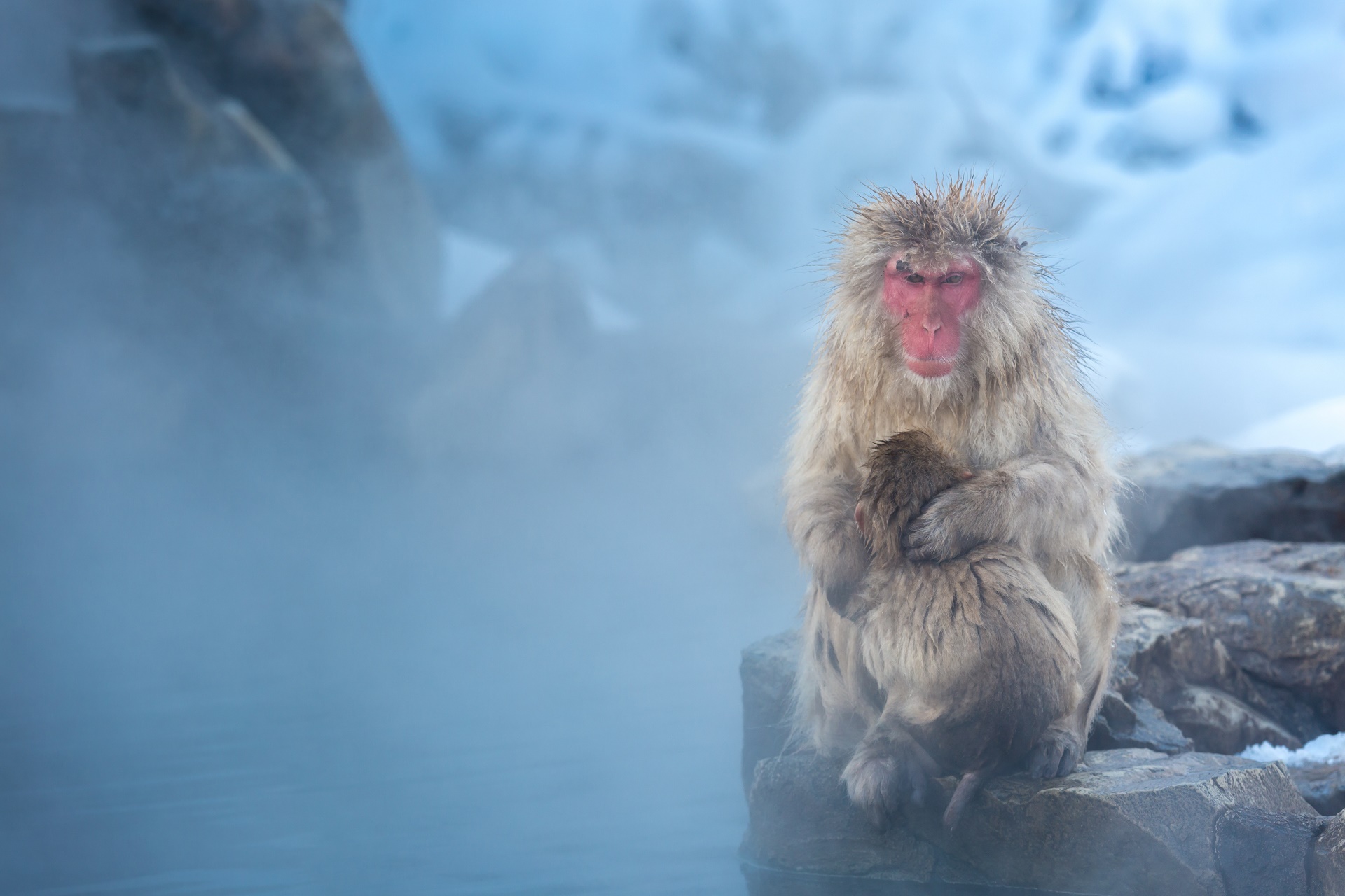 Download Animal Japanese Macaque Snow Monkey HD Wallpaper