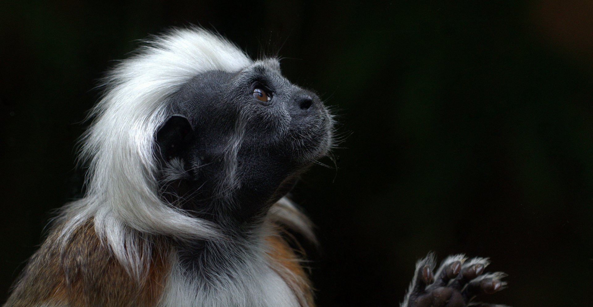 Cotton-Top Tamarin — 4K Ultra HD Wallpaper