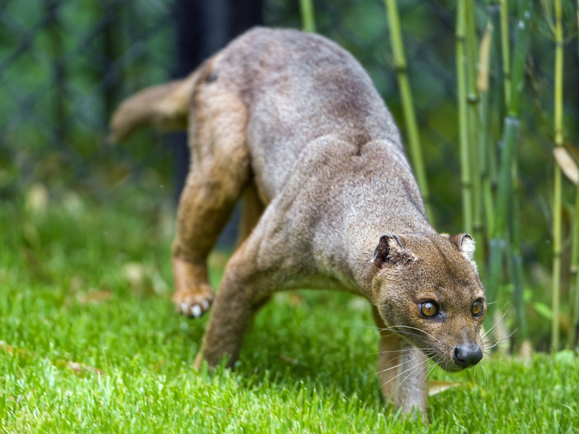 Download Animal Fossa 4k Ultra HD Wallpaper