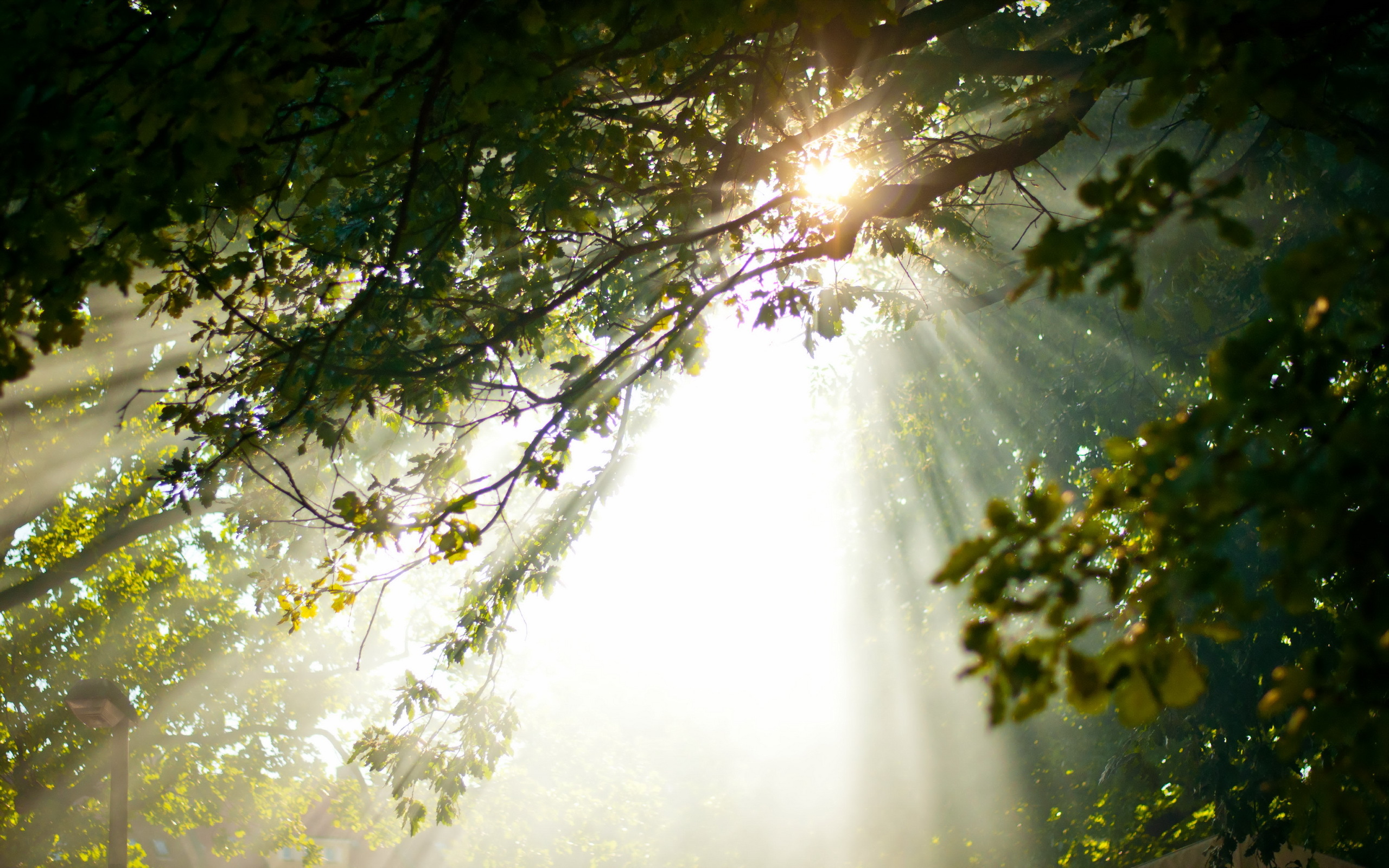Download Branch Nature Sunbeam HD Wallpaper