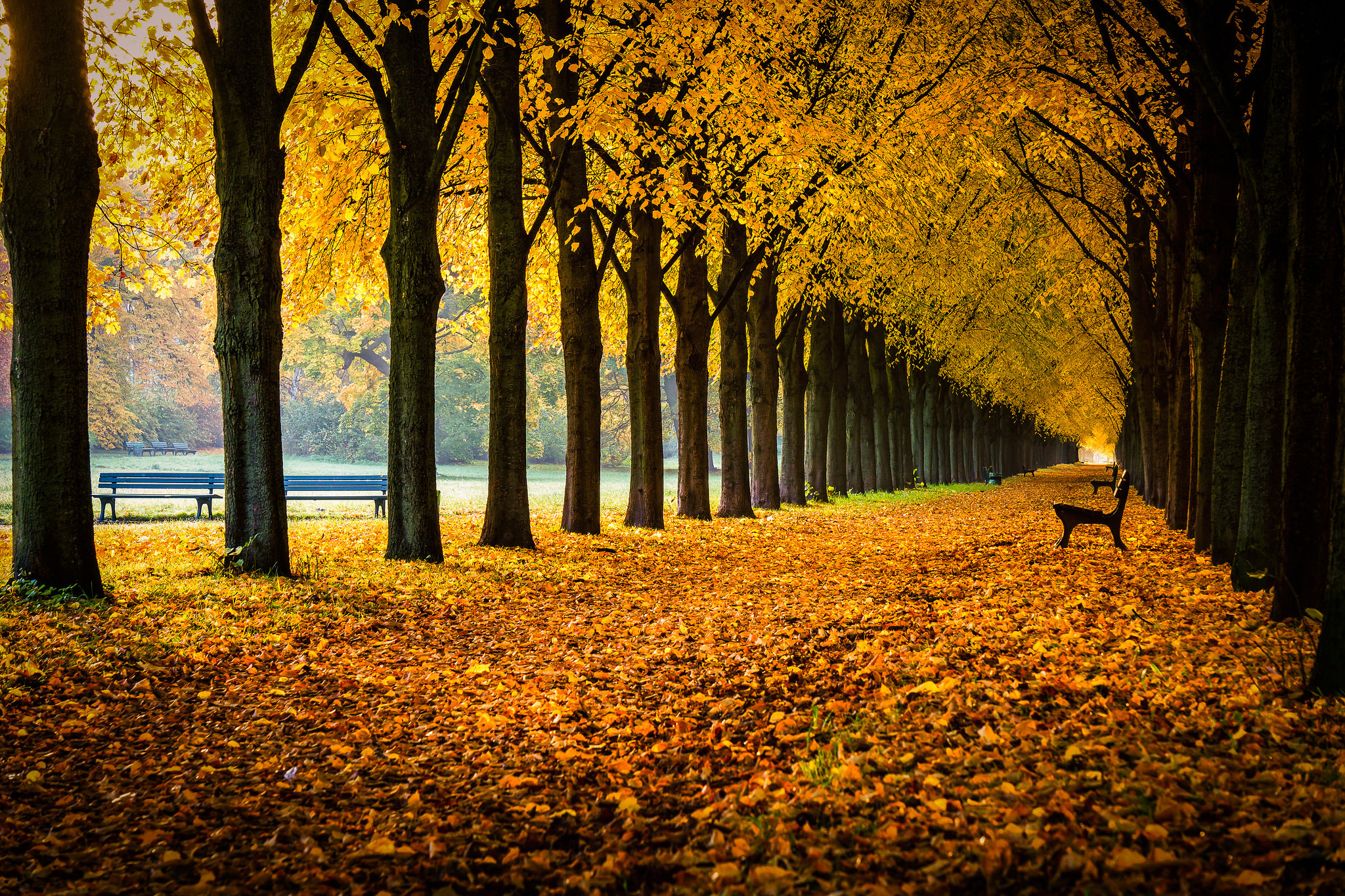 Download Path Bench Fall Photography Park HD Wallpaper