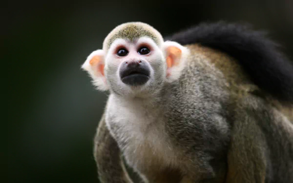 [80+] Monkey 4k Wallpapers