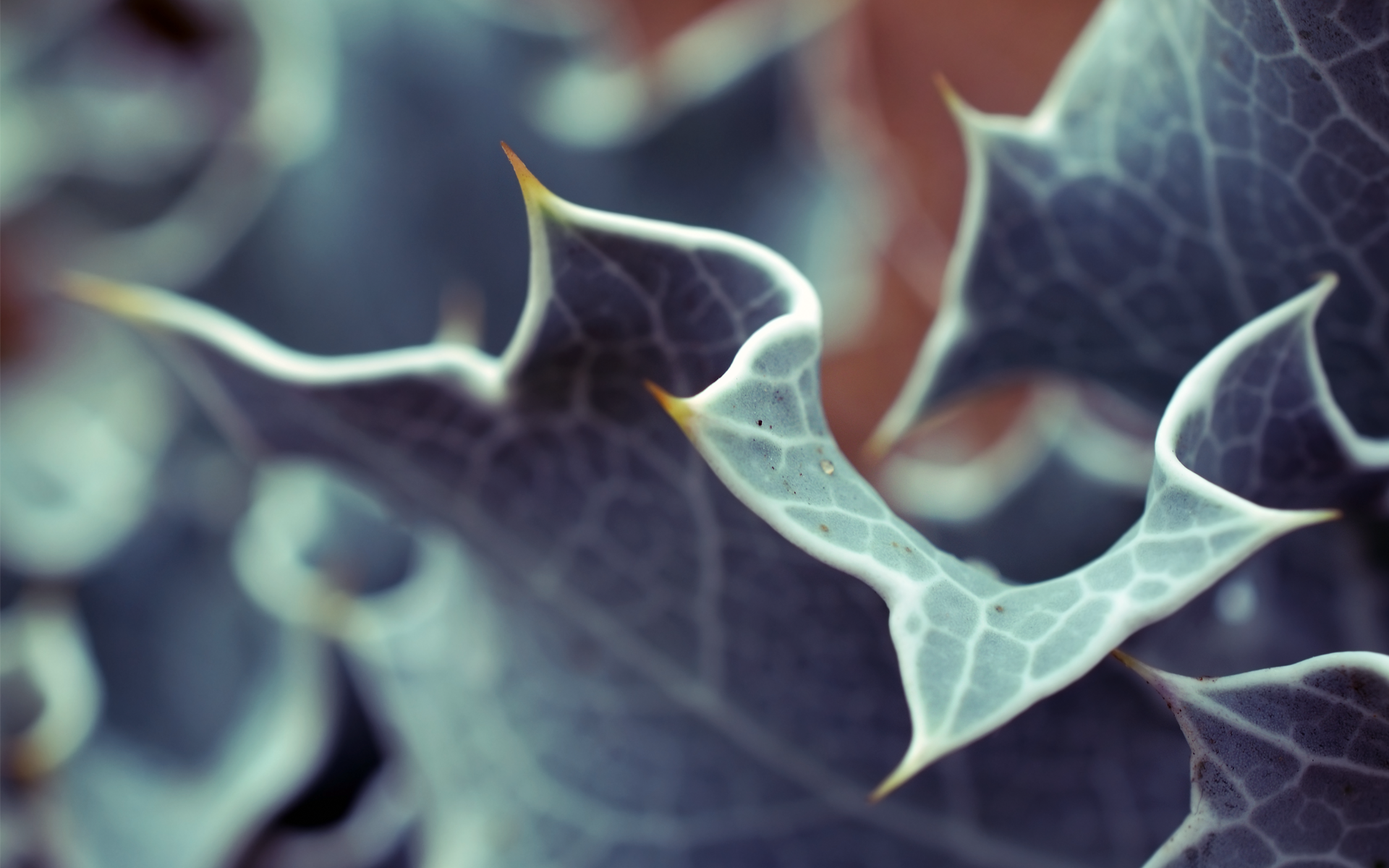 Nature Leaf HD Wallpaper