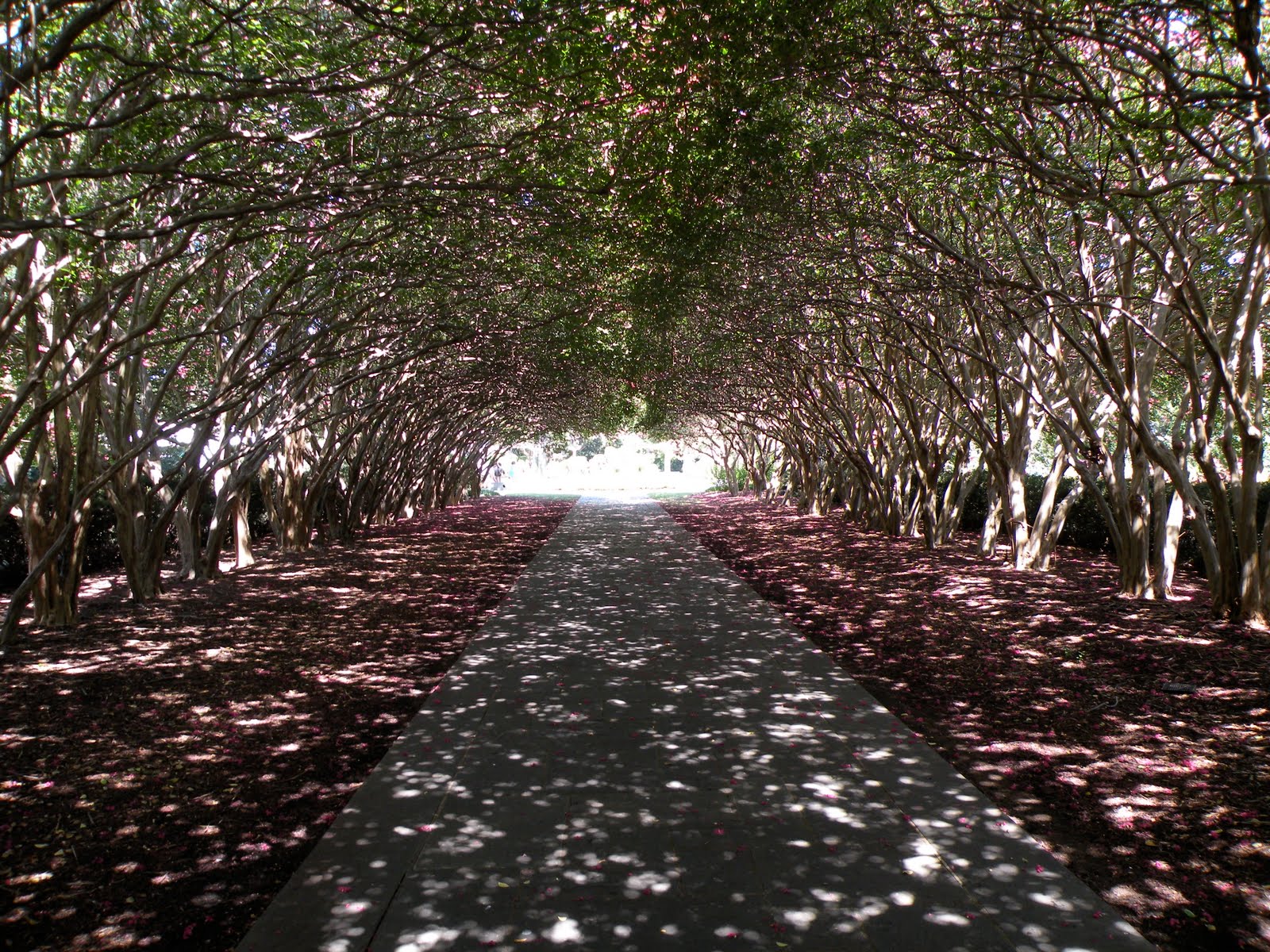 Download Man Made Path Wallpaper