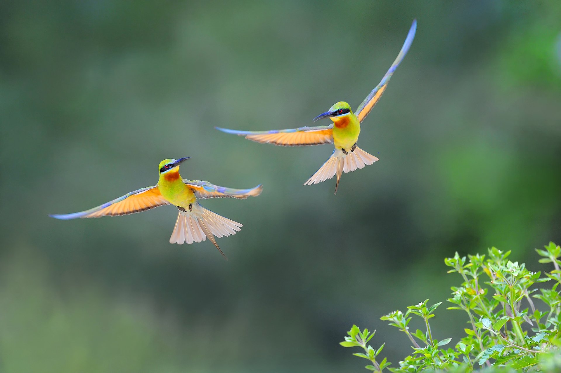 Vibrant Bee-Eaters in Flight | HD Bokeh Wildlife Wallpaper